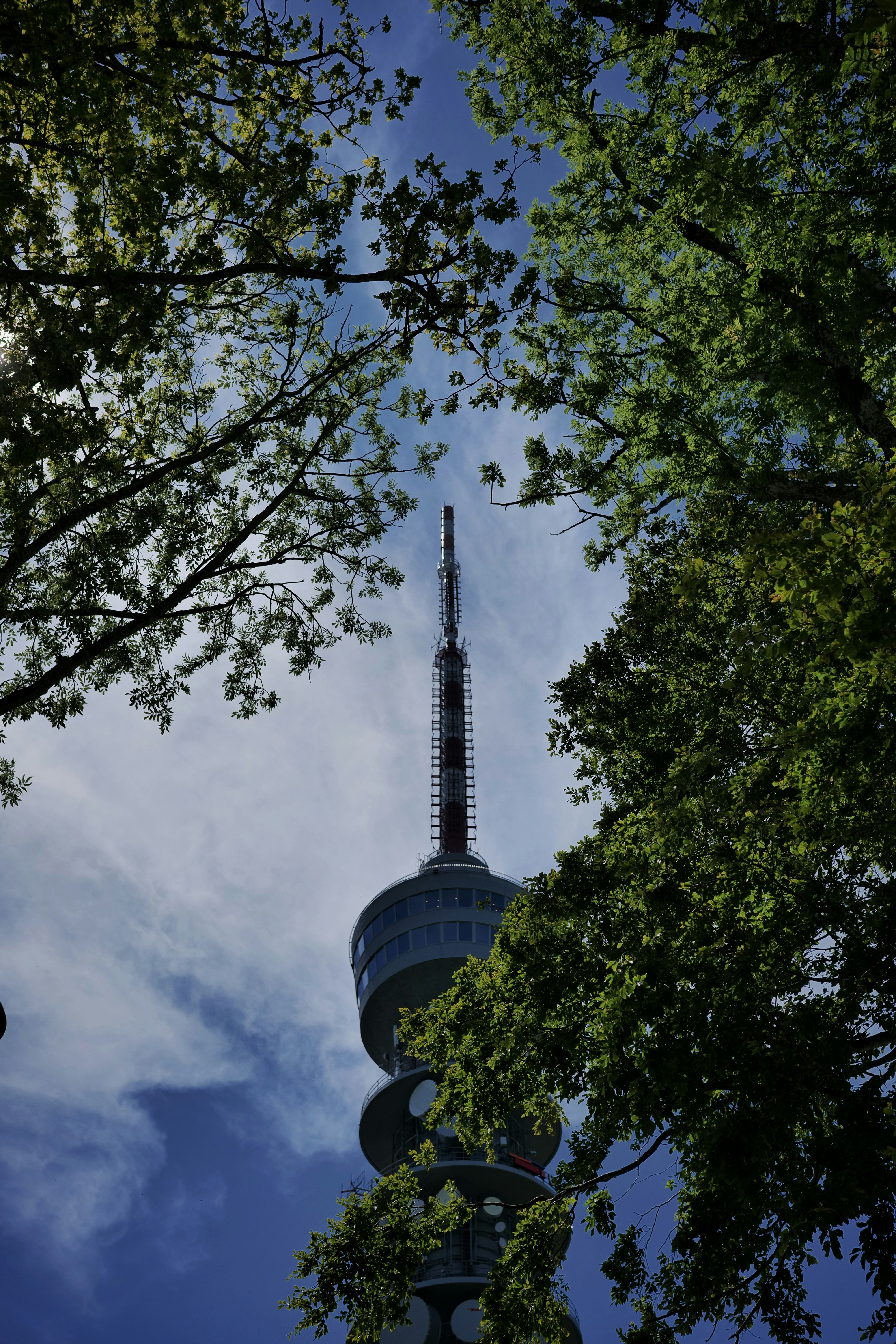 Towering Signal Amid Verdant Canopy