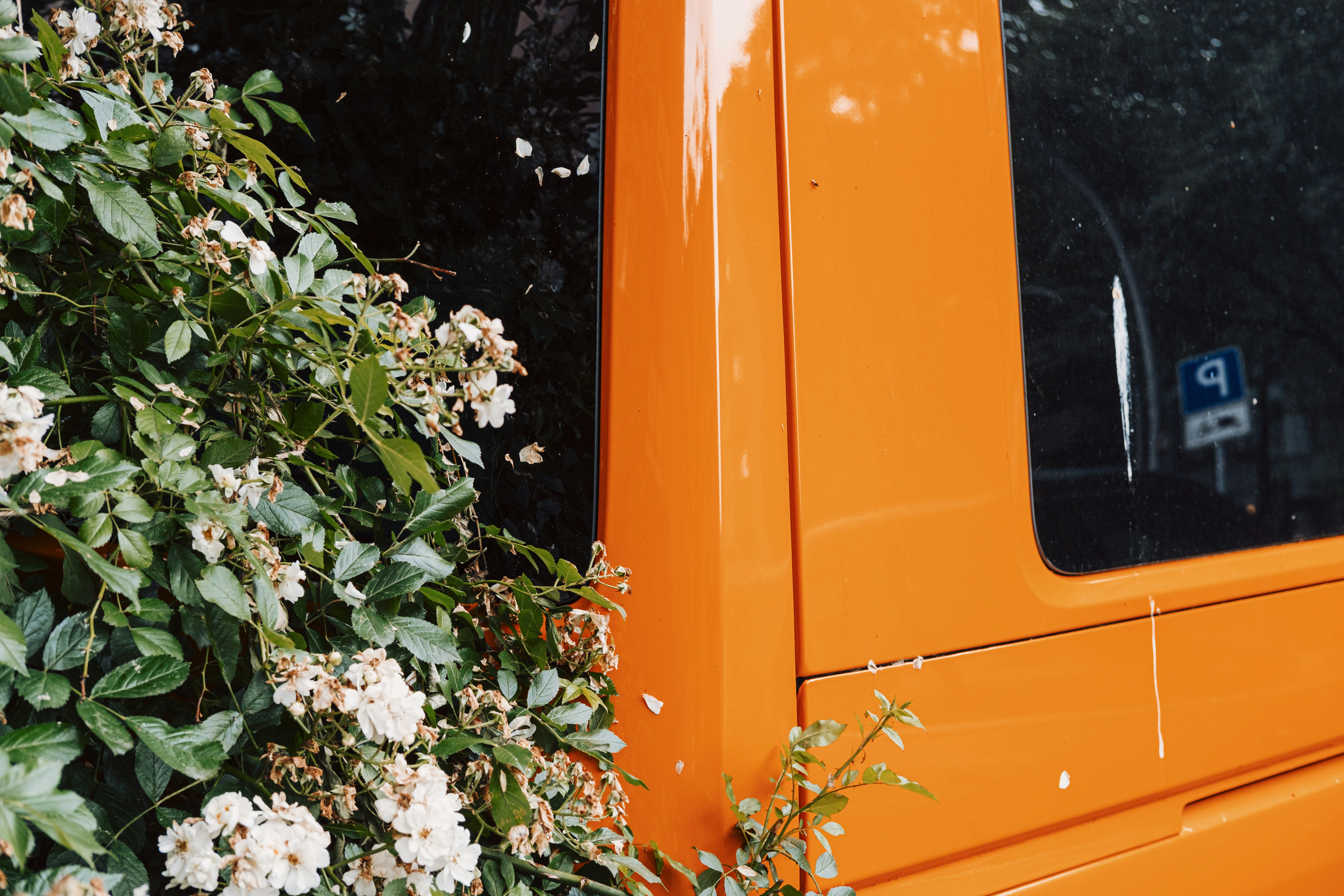 Orange Vehicle Corner with White Blooming Climbers