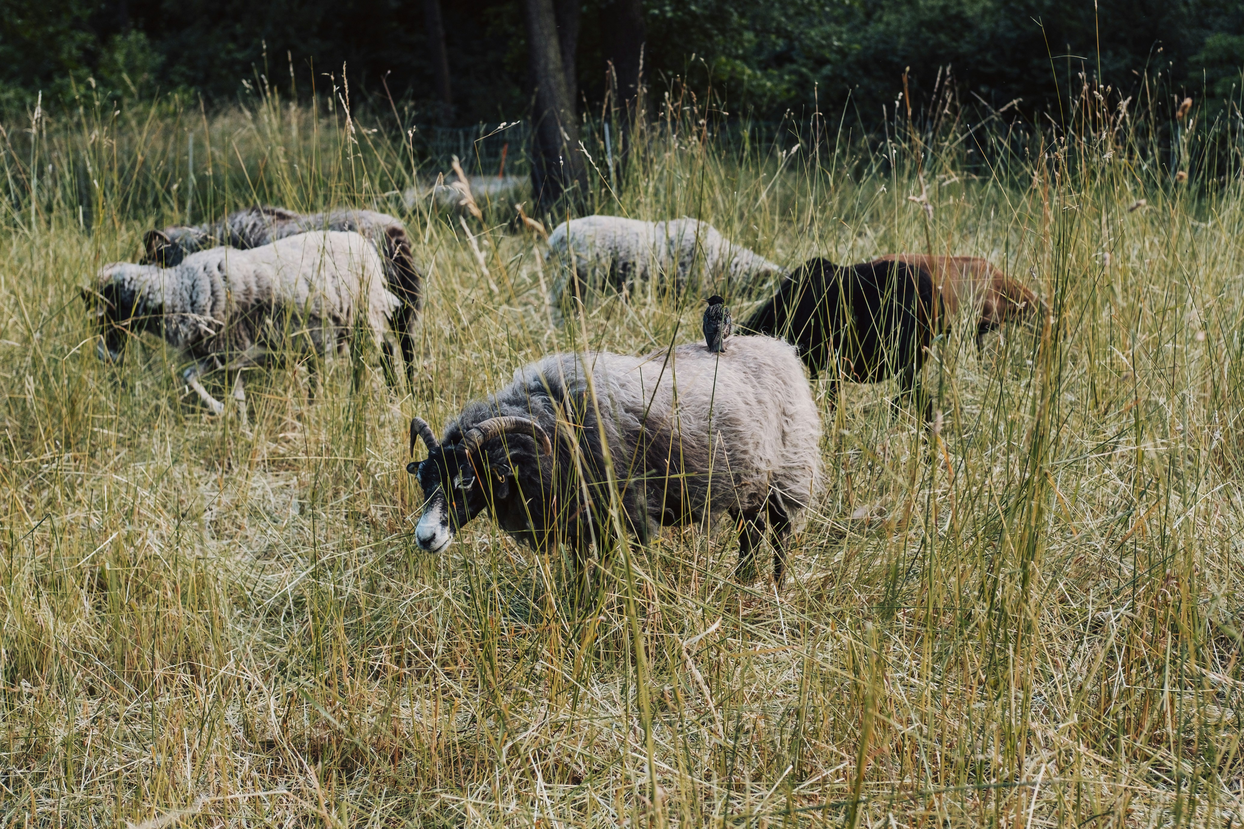 Grazing Flock at Dusk in Field Fringed by Trees