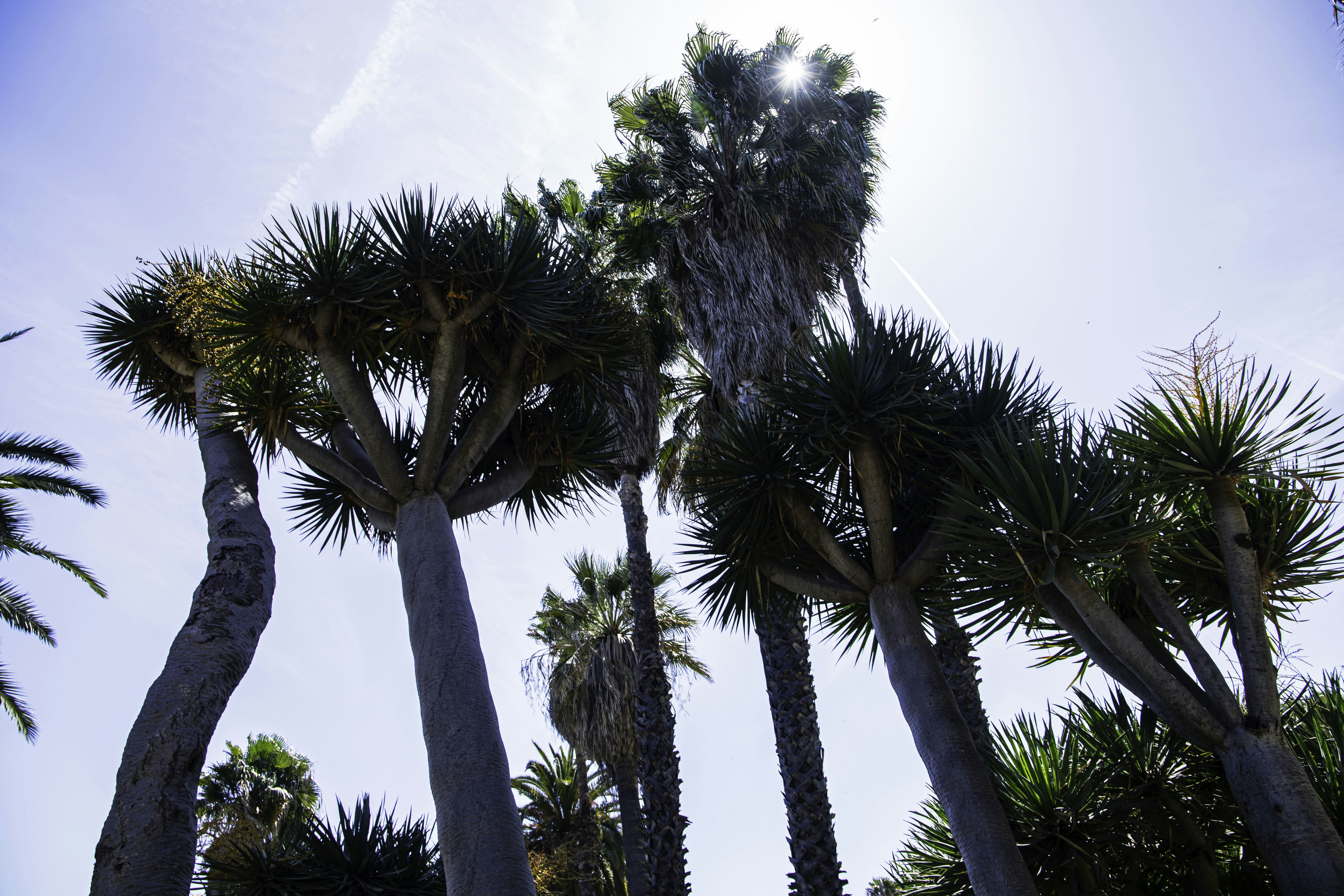 Sunlit Giants: A Closer Look at Desert Palms Reaching for the Sky