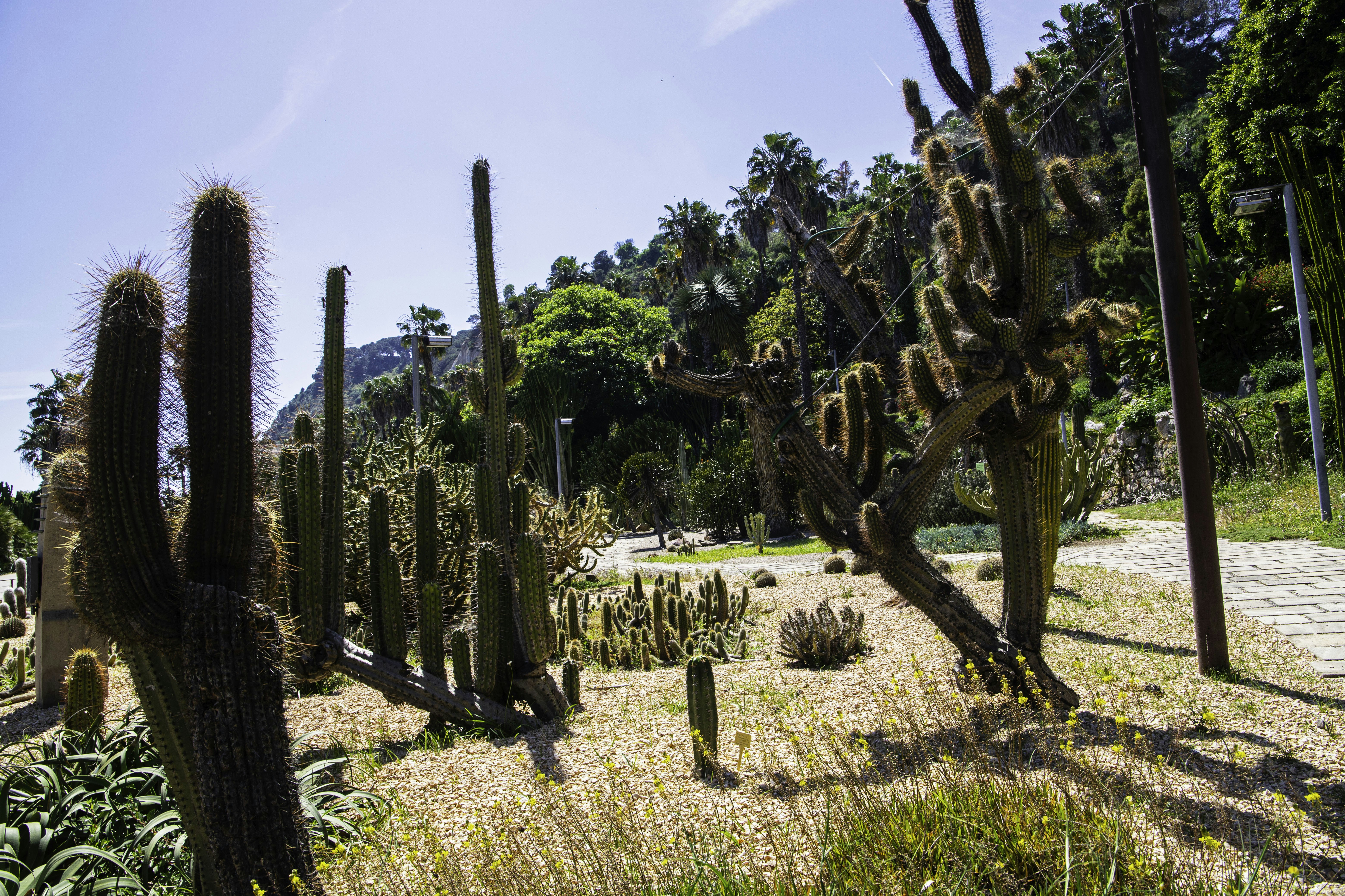 Desert Garden in the Sun: Cacti Silhouettes Along a Sandy Path