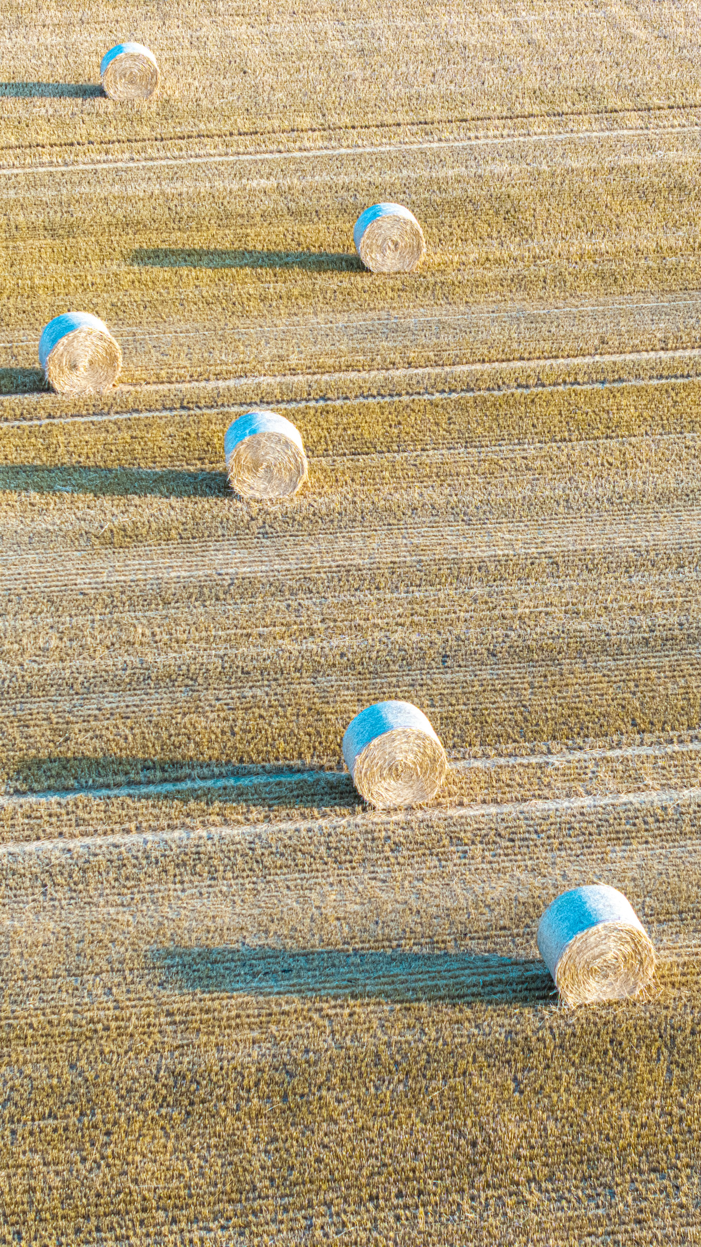 Hay Bale Parade under a Sunlit Harvest