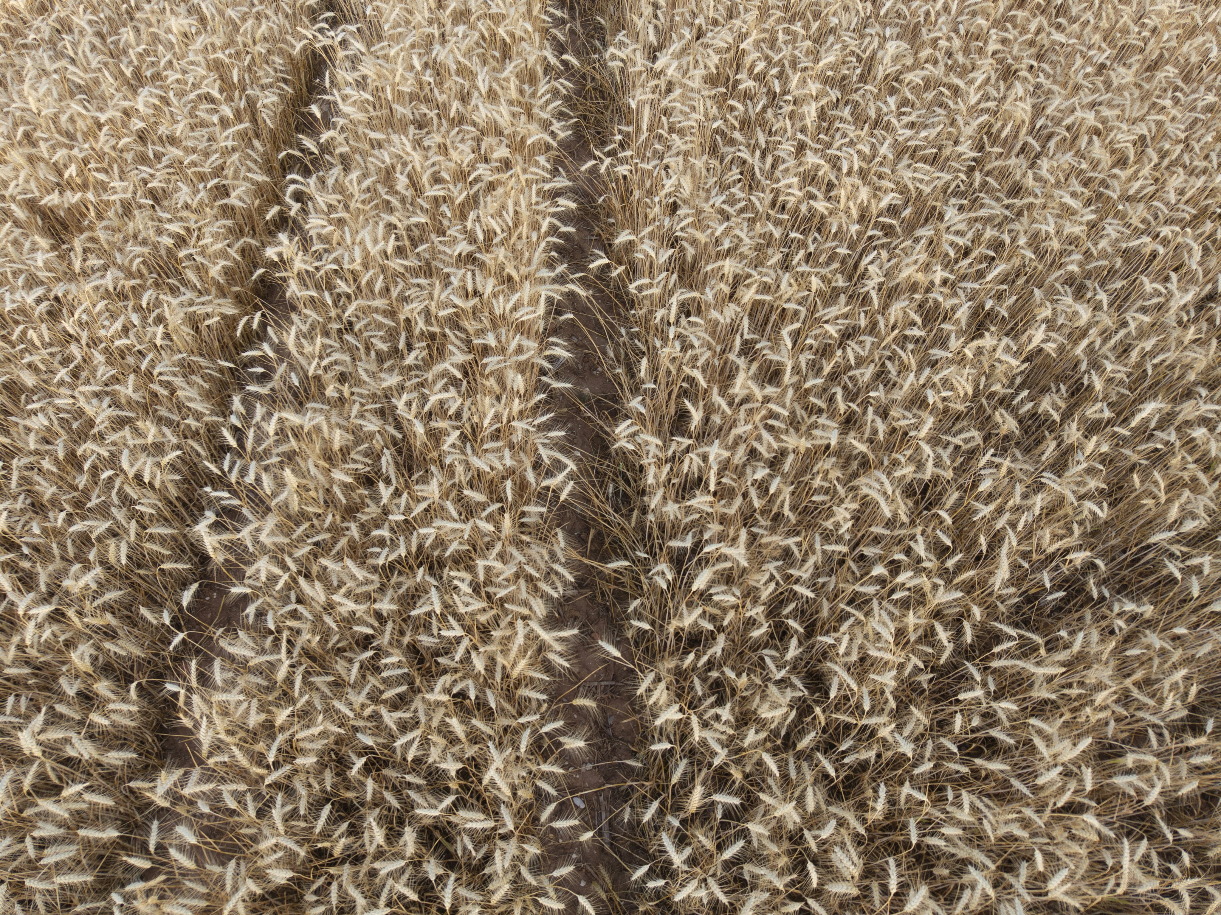 Golden Wheat Aisles: Narrow Trails Through Sunset-Lit Rows
