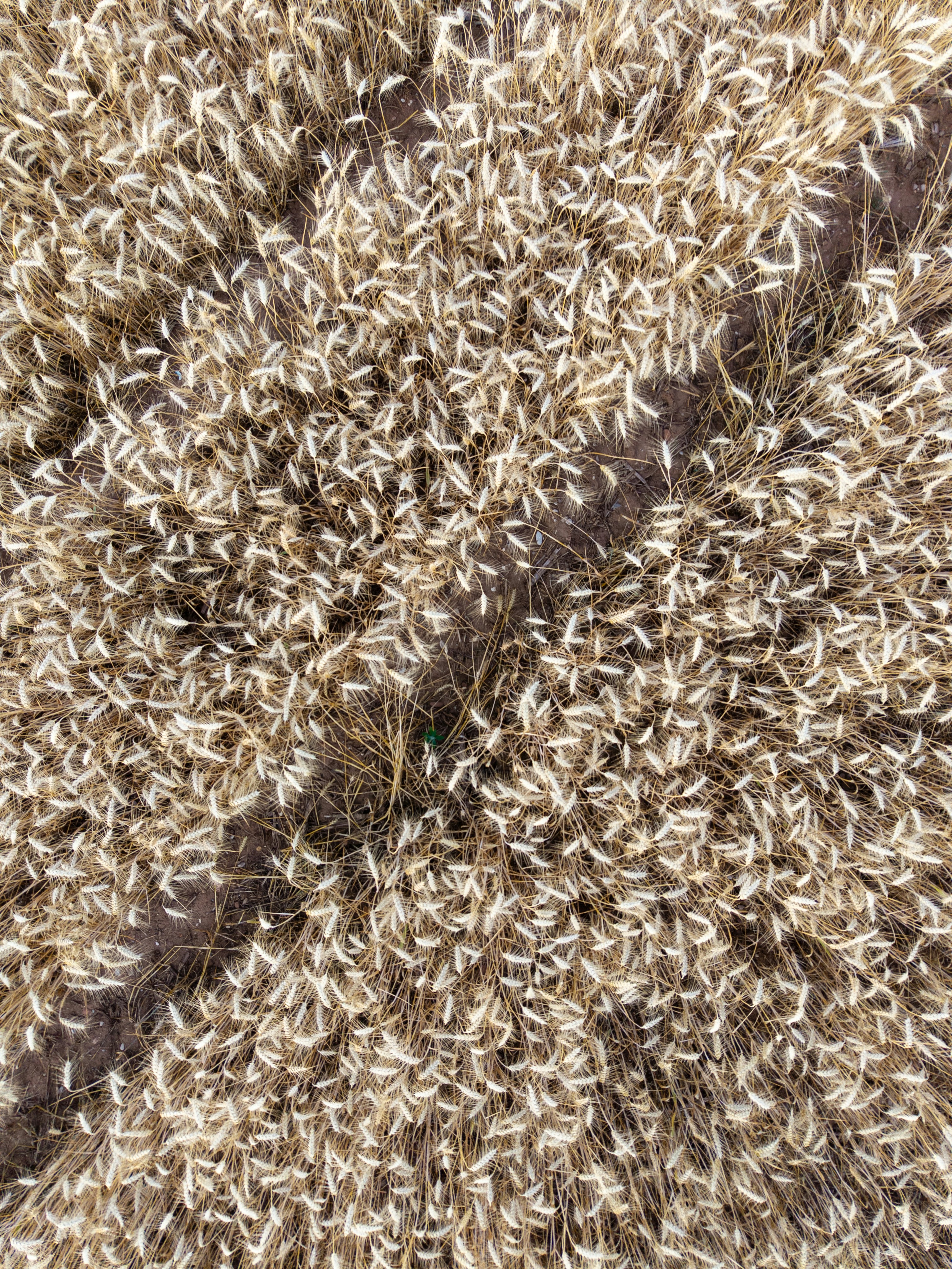 Kernel Corridors: Aerial View Through Wheat Hedges
