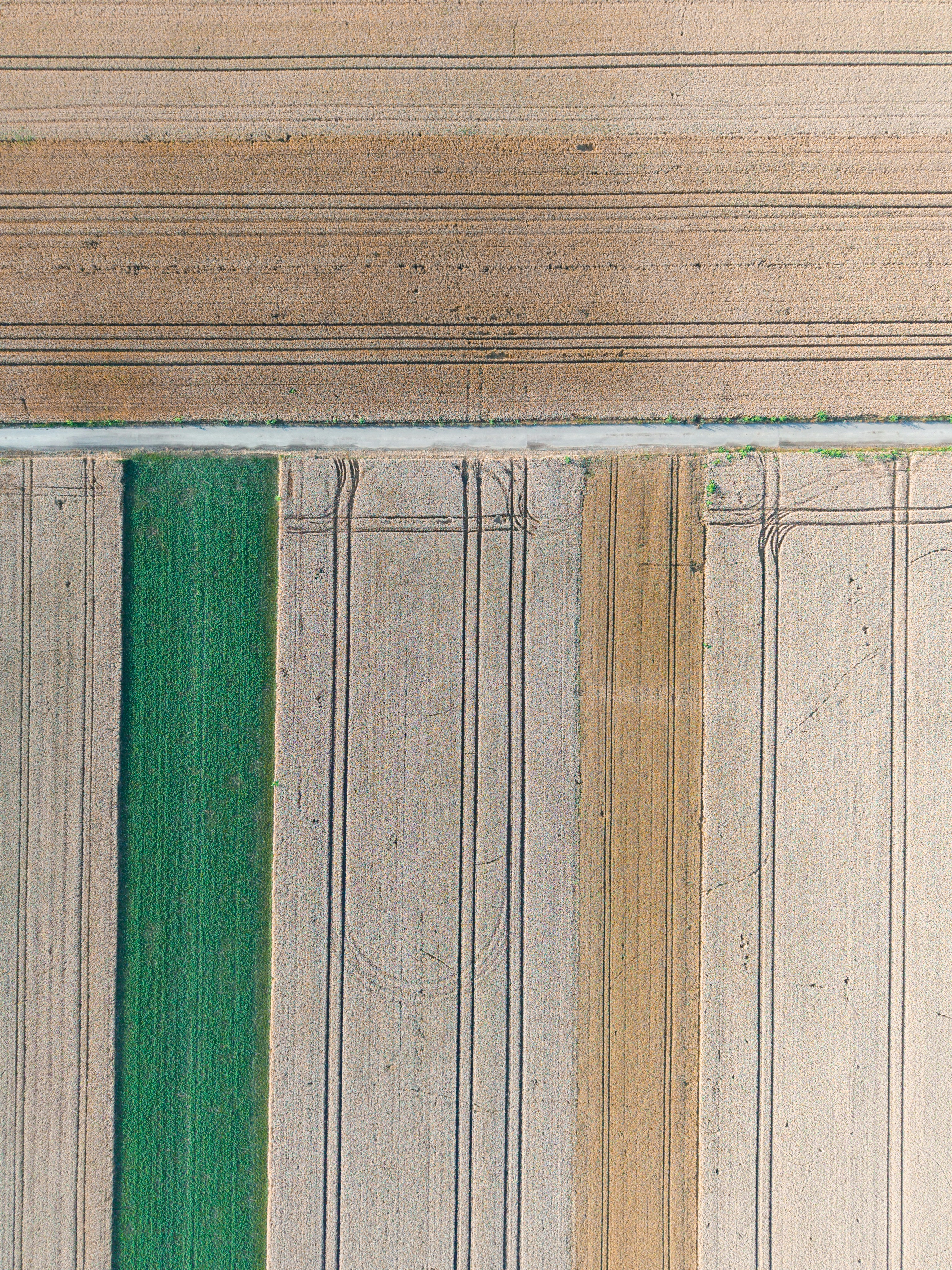 Orchard Stripes: Aerial View of Field Plots in Sunset Light