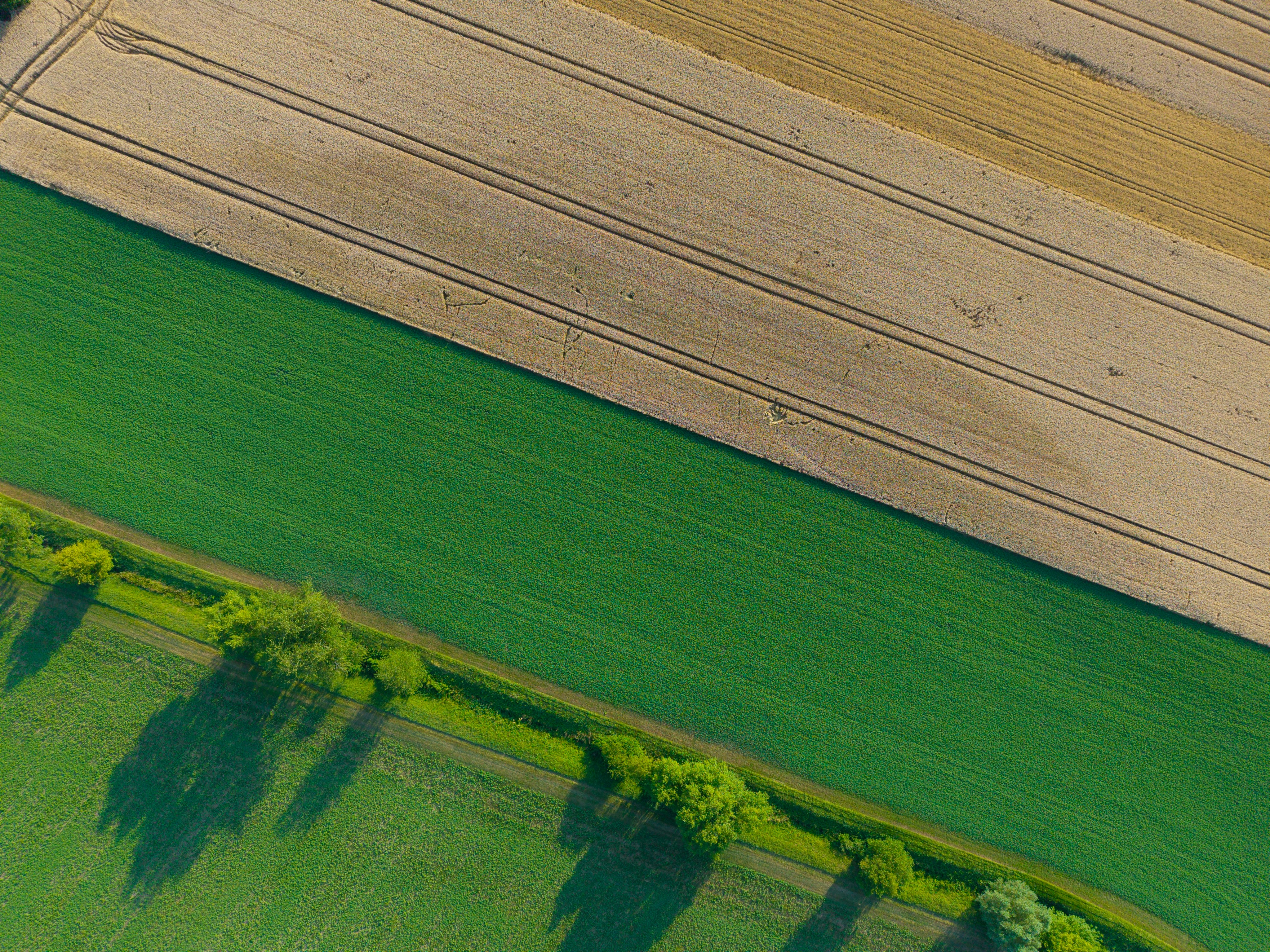 Tessellated Fields: A Quiet Riff of Green and Gold