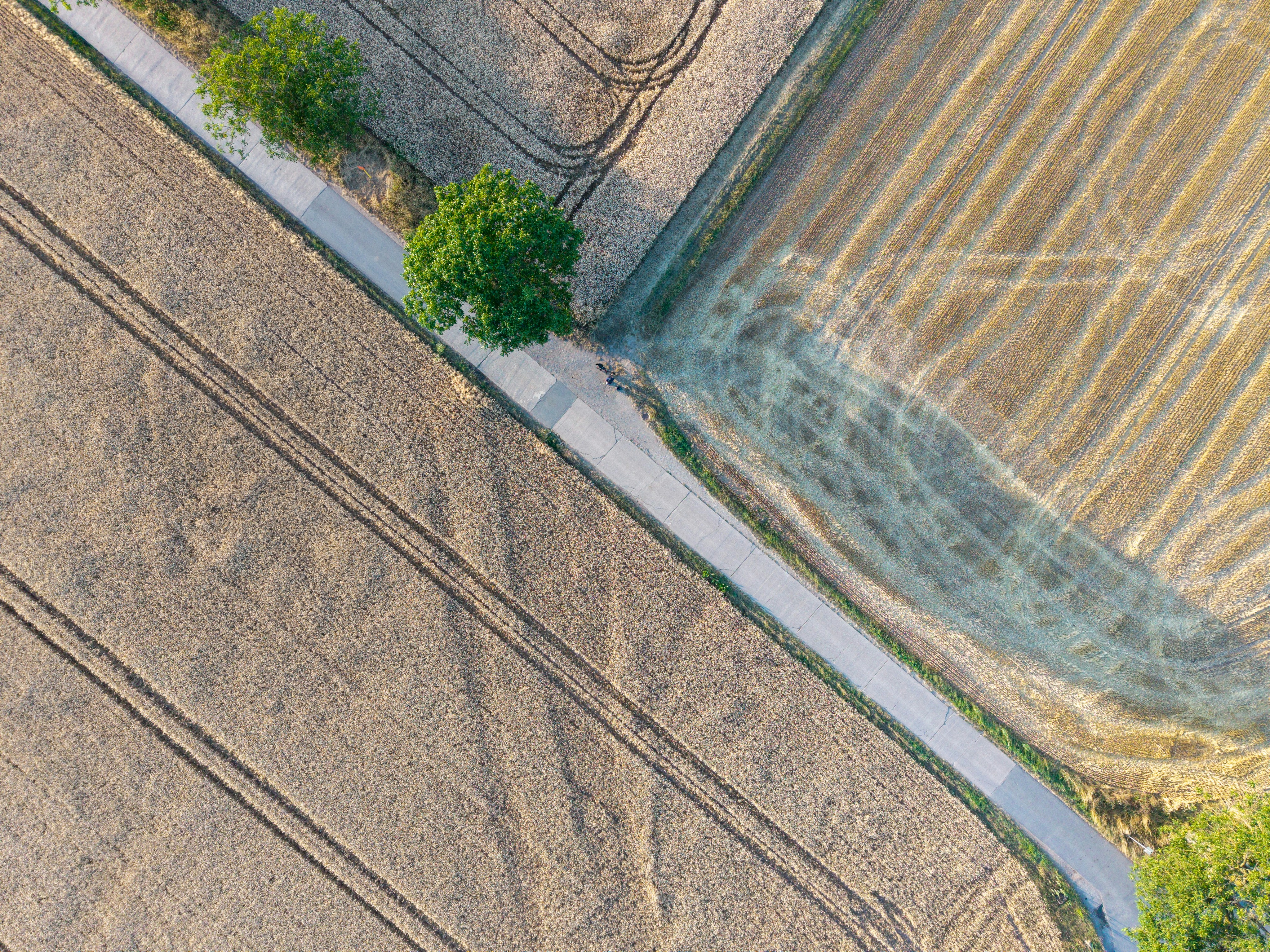 Highway of Wheat: A Drone’s Quiet Crossing Over Field Lines