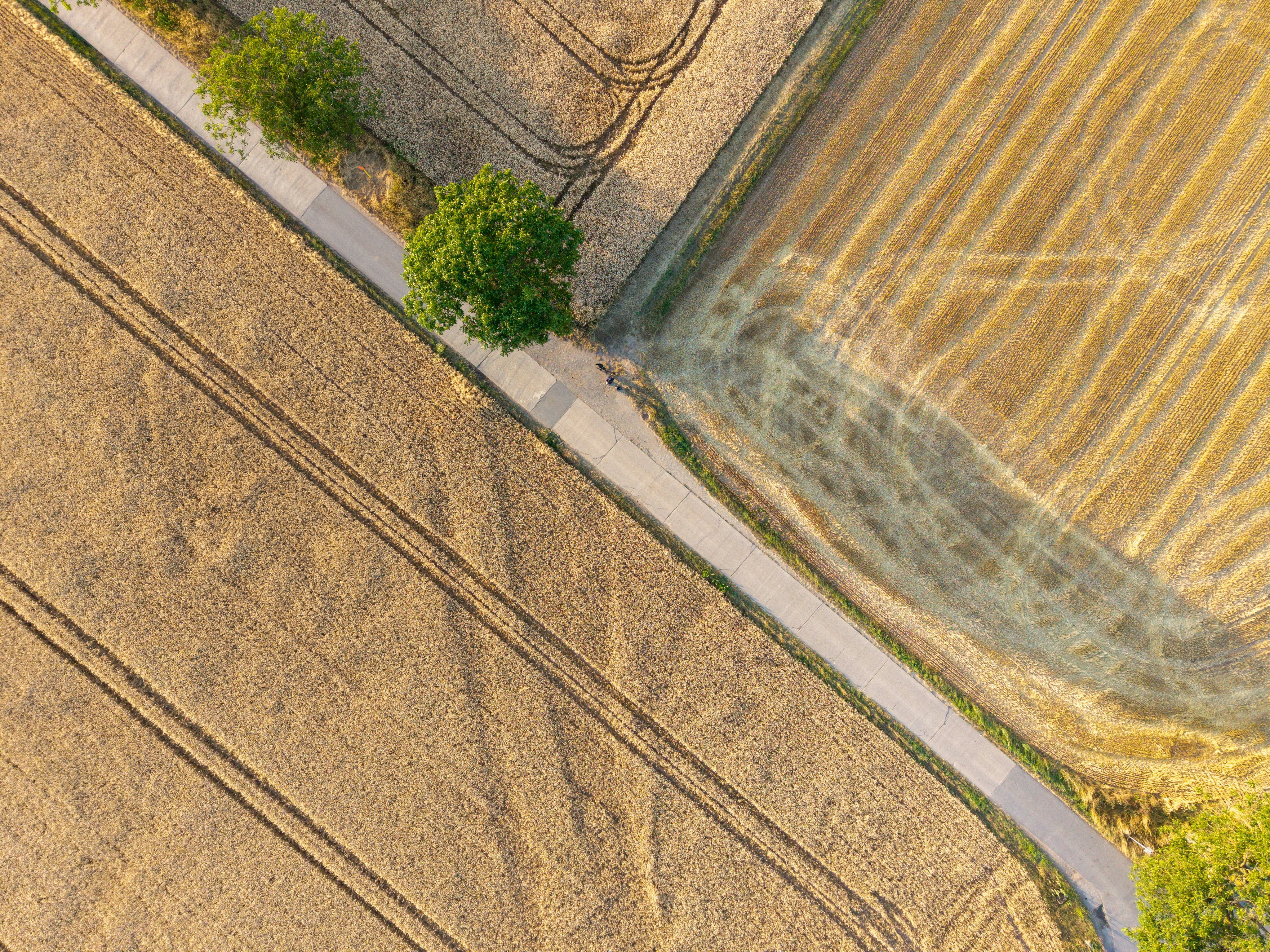 Aerial view of a rural landscape showing a narrow road cutting diagonally across golden fields with hay ricks and a couple of green trees; the scene captures geometric patterns from vehicle tracks and crop rows.