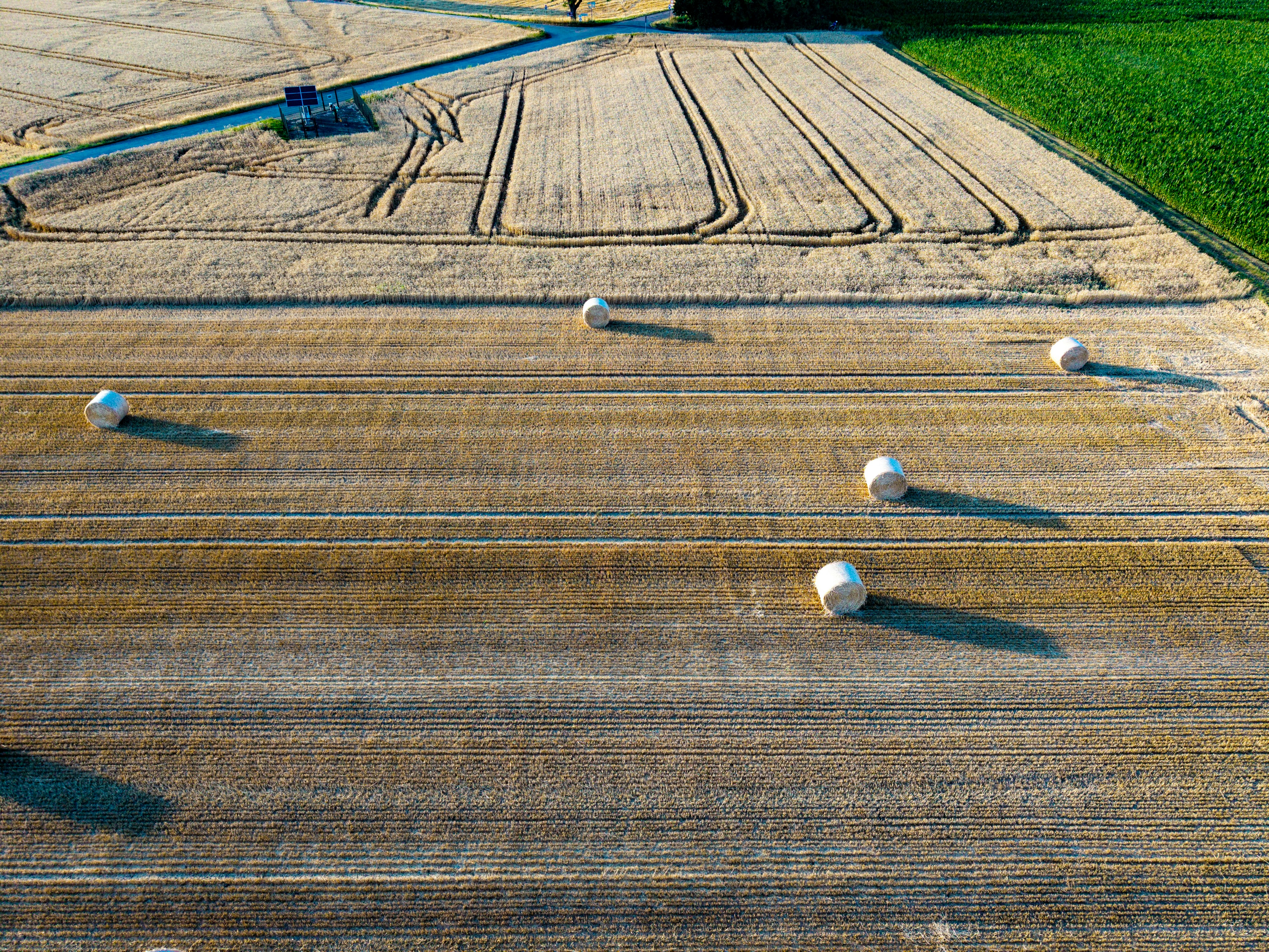 Harvested Field from Above: Cylindrical Bales Cast Long Shadows