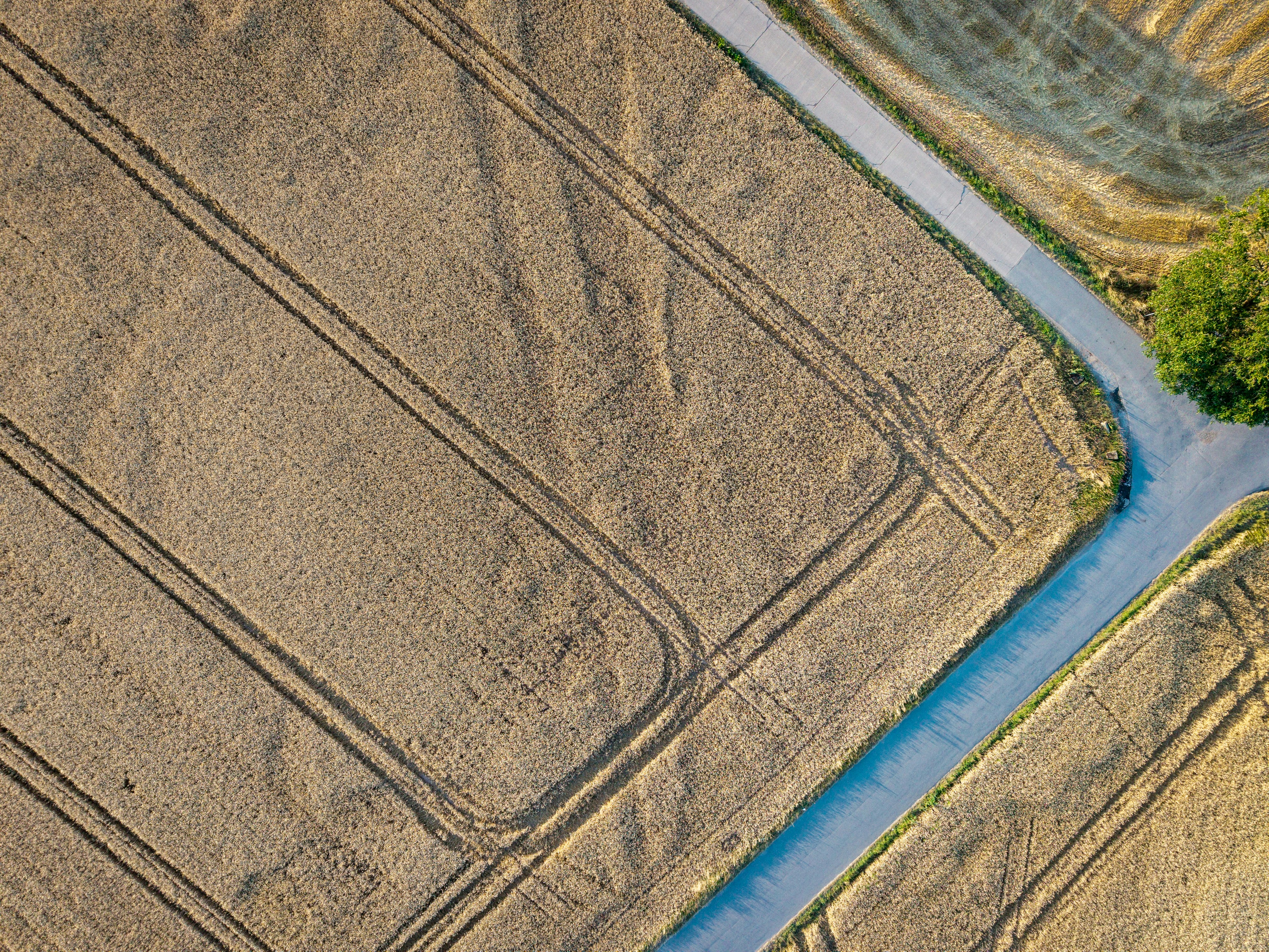 Golden field with curving road, tire tracks, and green tree.