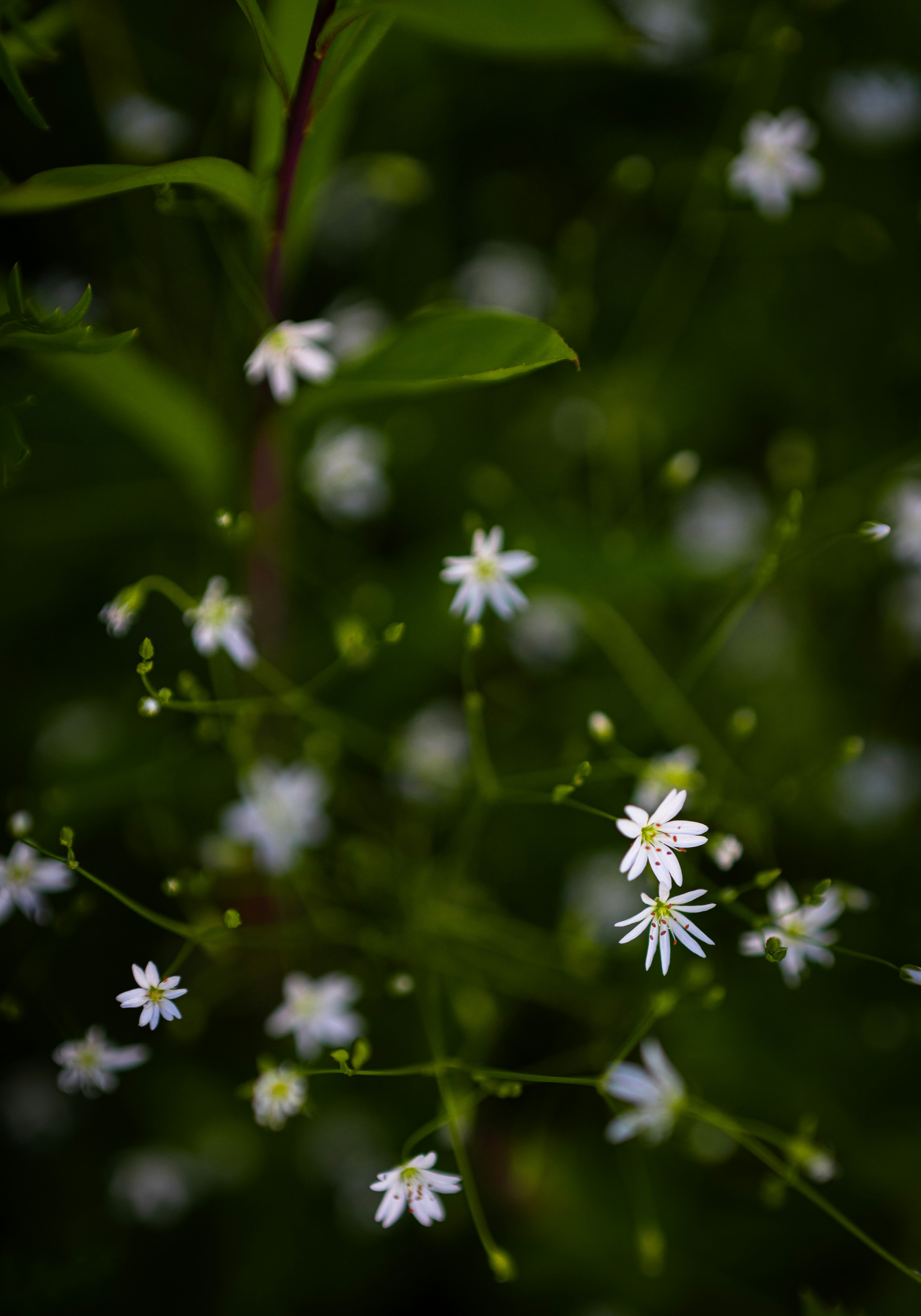 Delicate wildflowers in soft focus weave a quiet green tapestry