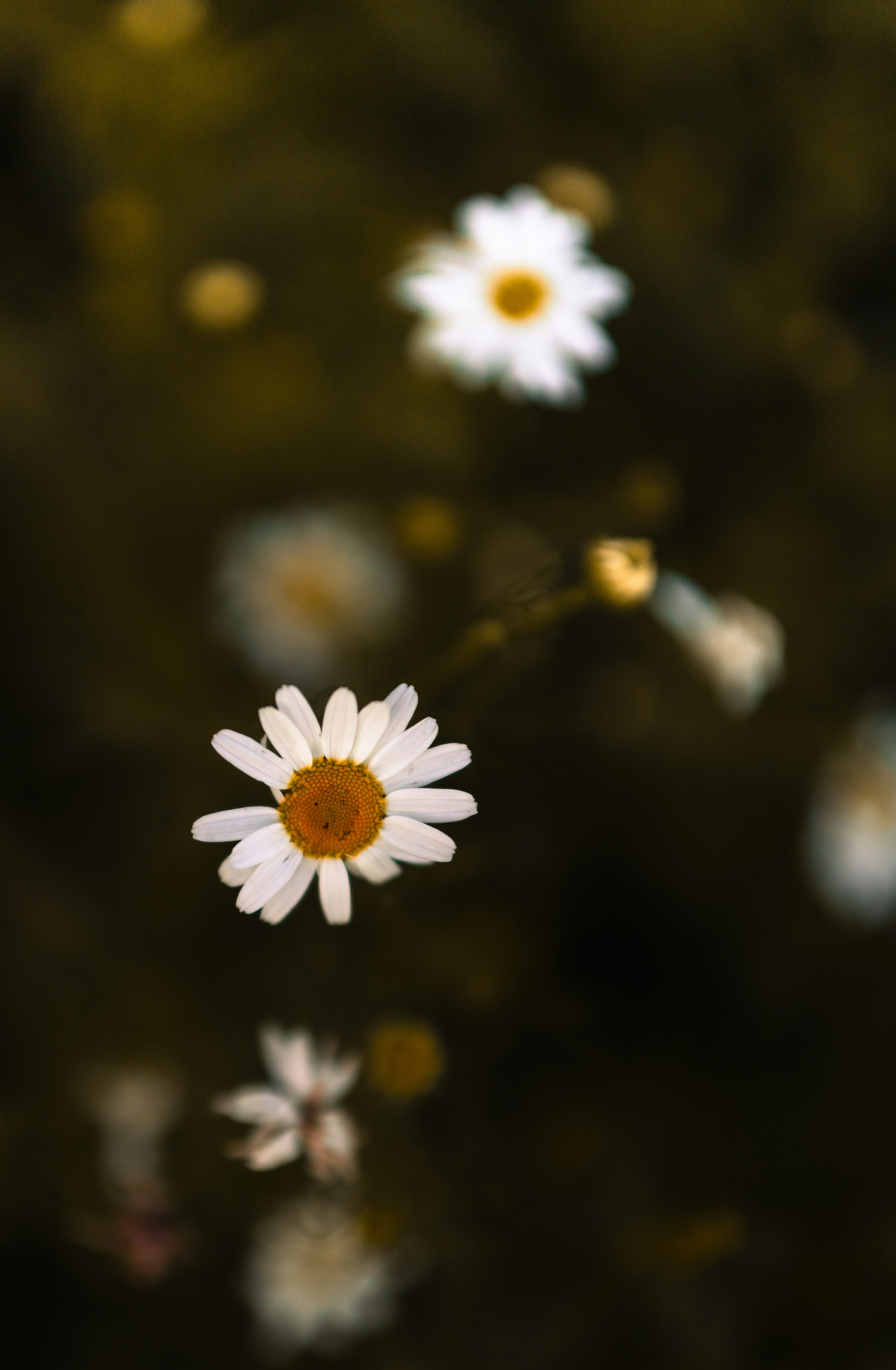 Daisy in Soft Focus: A Gentle Bloom Against a Shadowed Backdrop