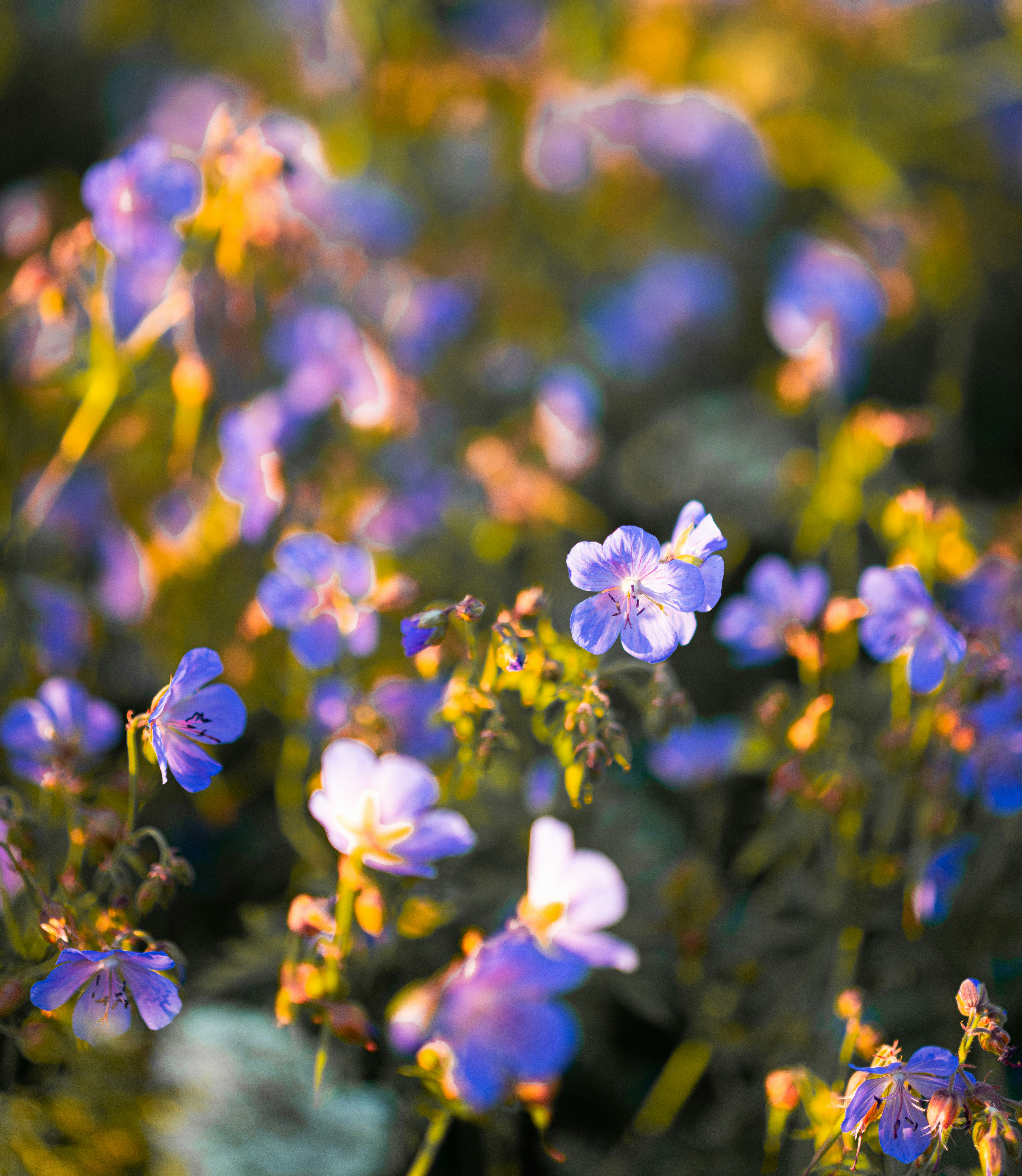 Sunlit Violet Grasses: A Close Mosaic of Blooms