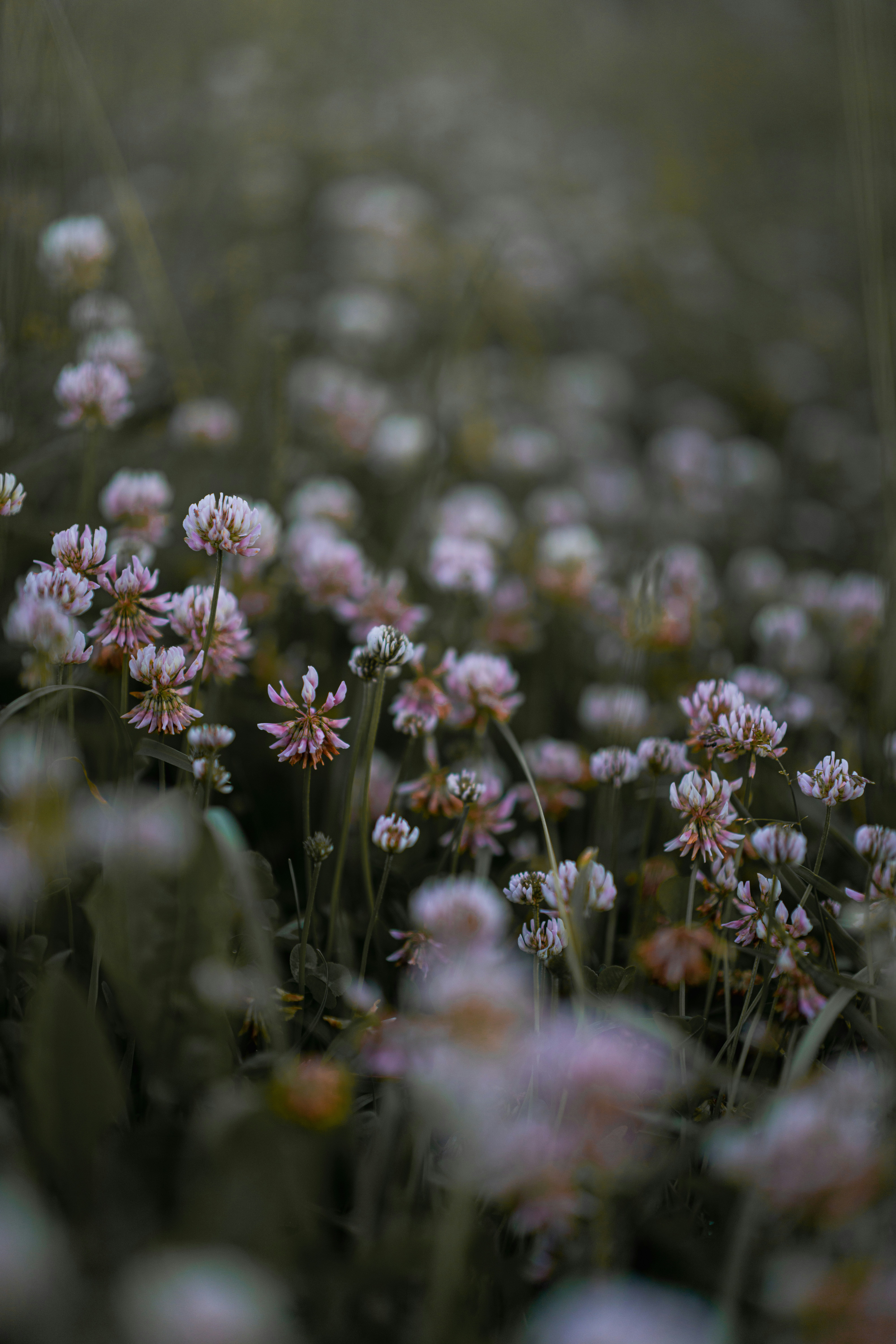 Soft Meadow Bloom: A Gentle Field of Pink Clover in Focus