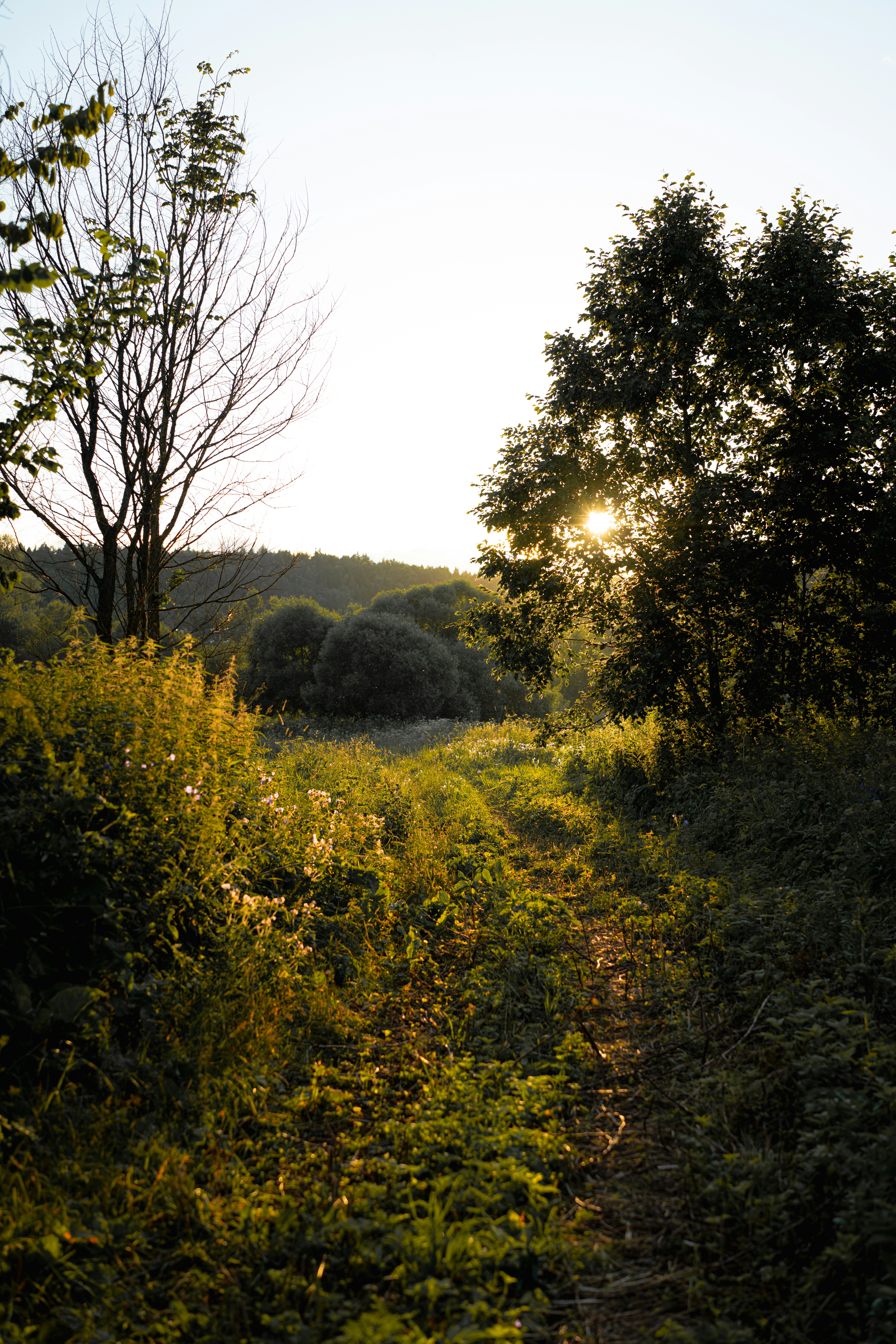 Golden Hour Pathway Amid Tall Heather and Shadowed Trees