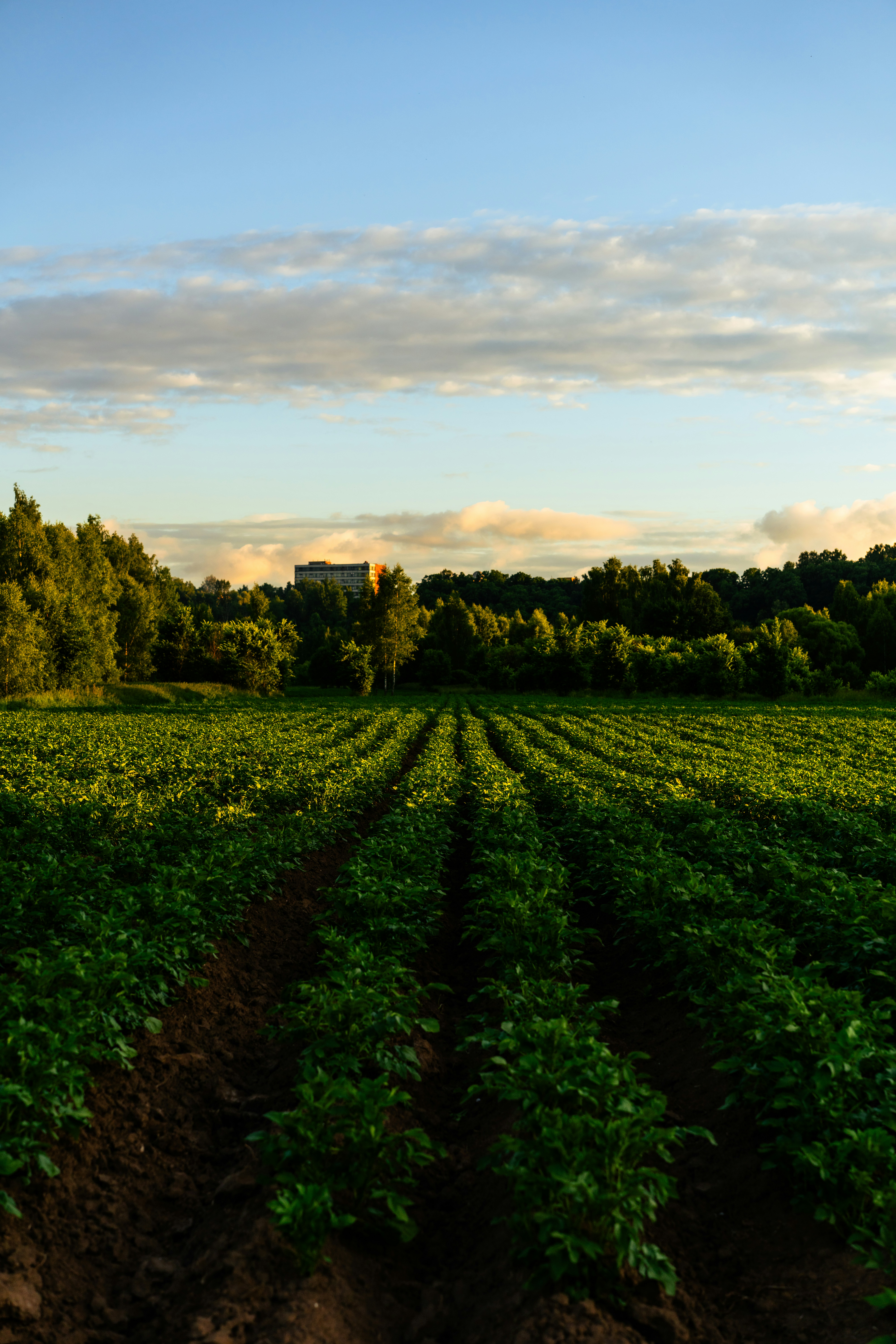 Rows of Green: Evening Light Over a Field