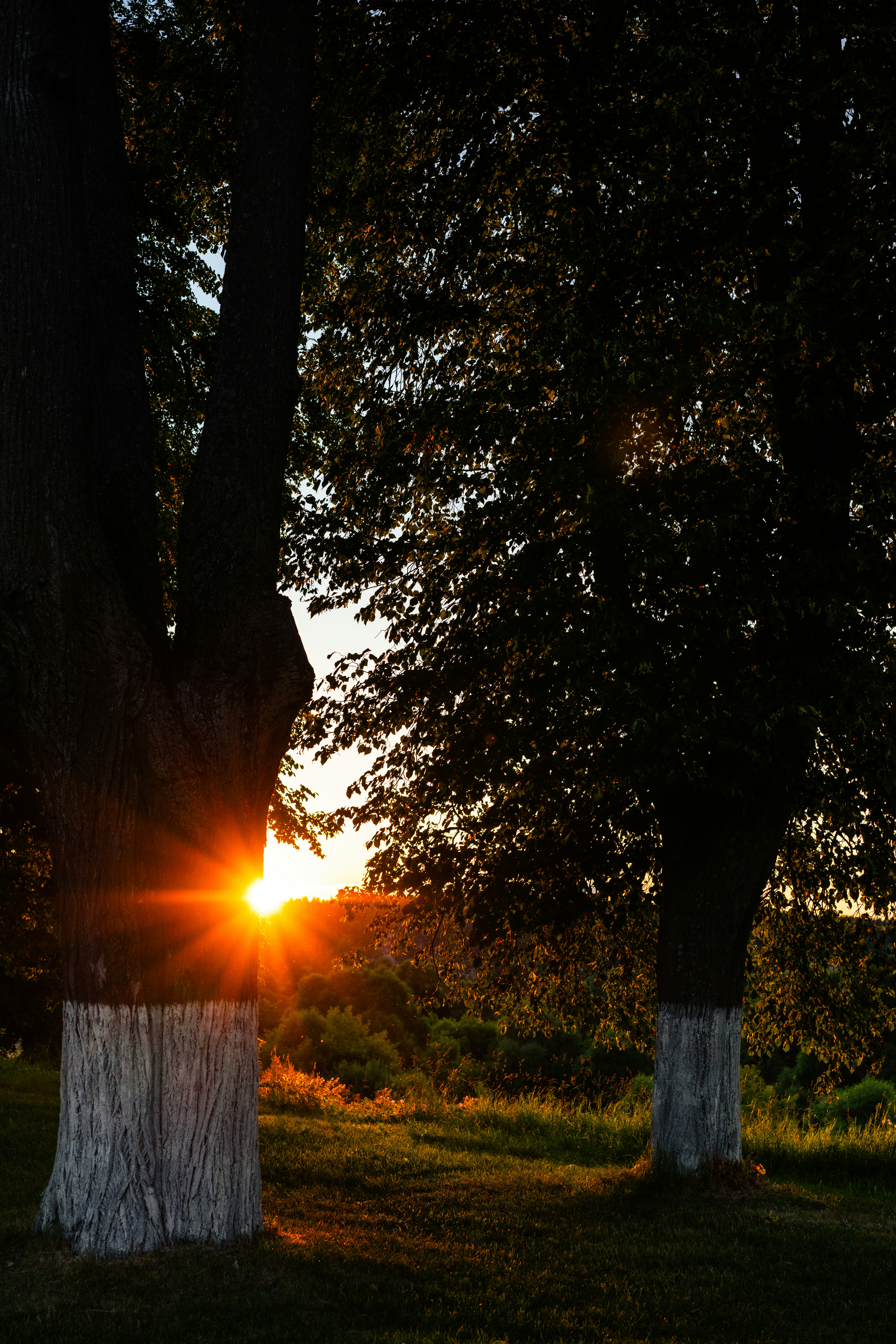 Sunlit Gaps: Evening Light Framing Two Painted Trunked Trees
