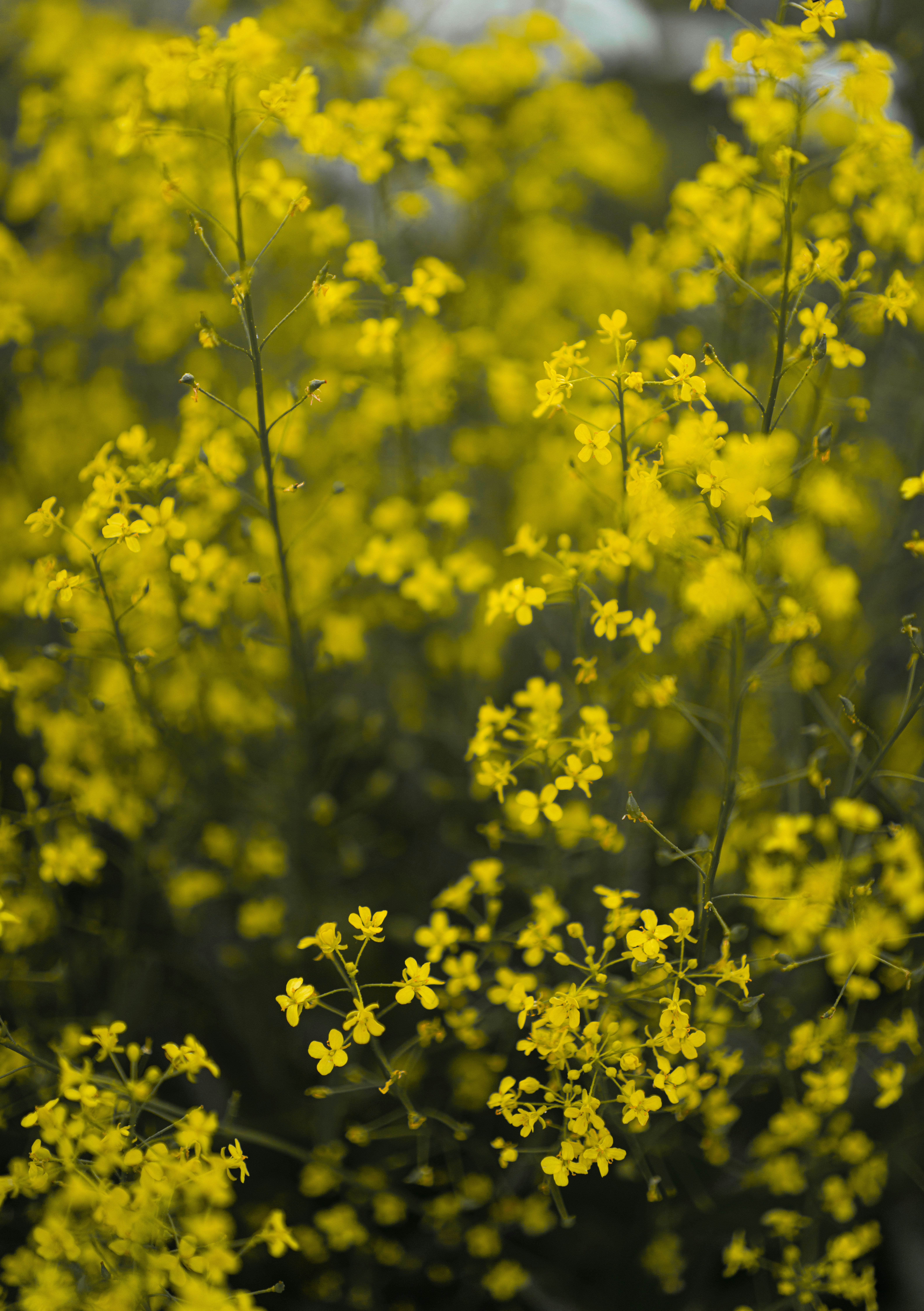 Sunlit Canopy: Golden Mustard in Soft Focus