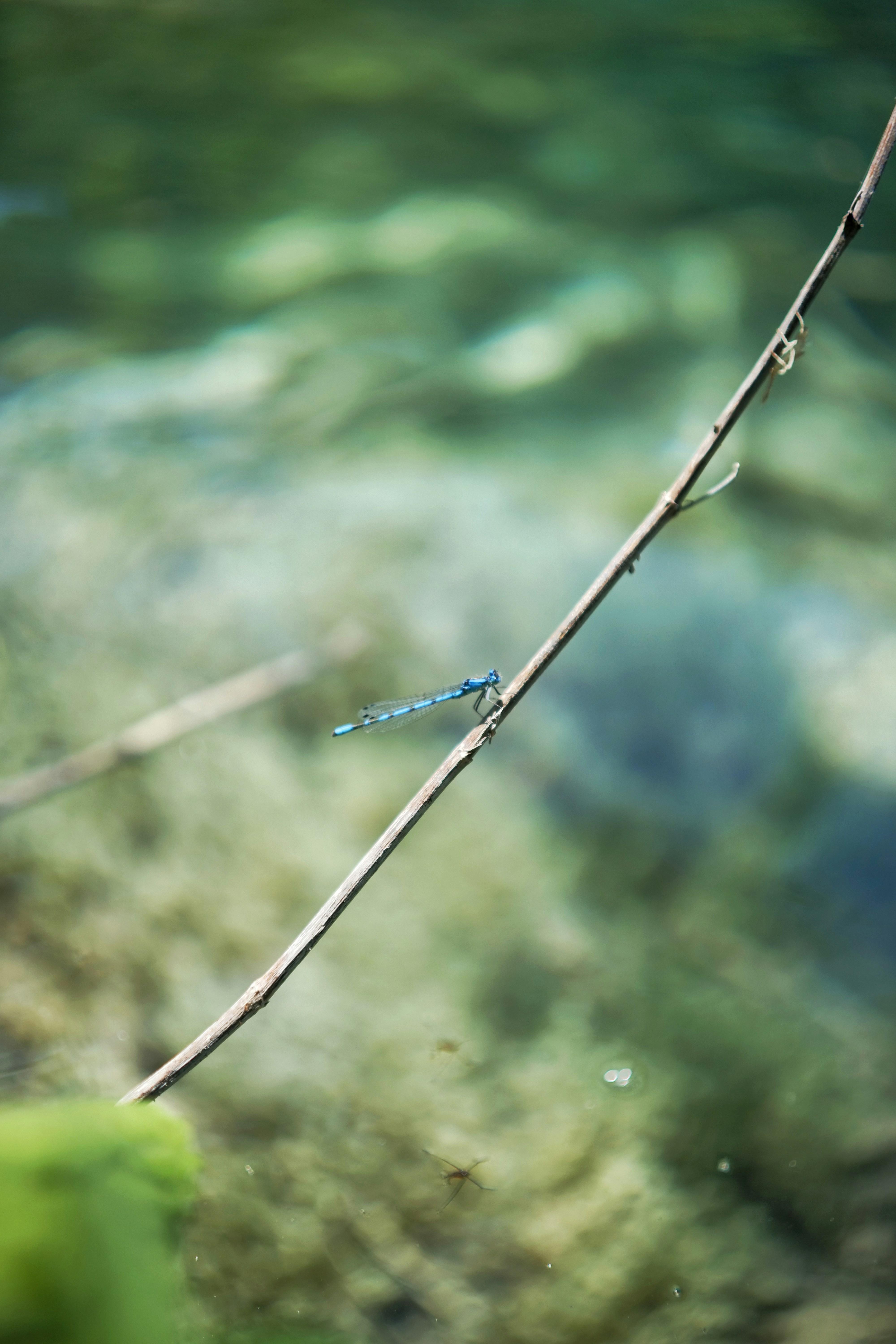 A Quiet Moment: A Dragonfly Perched on a Slender Twig Over Clear Water