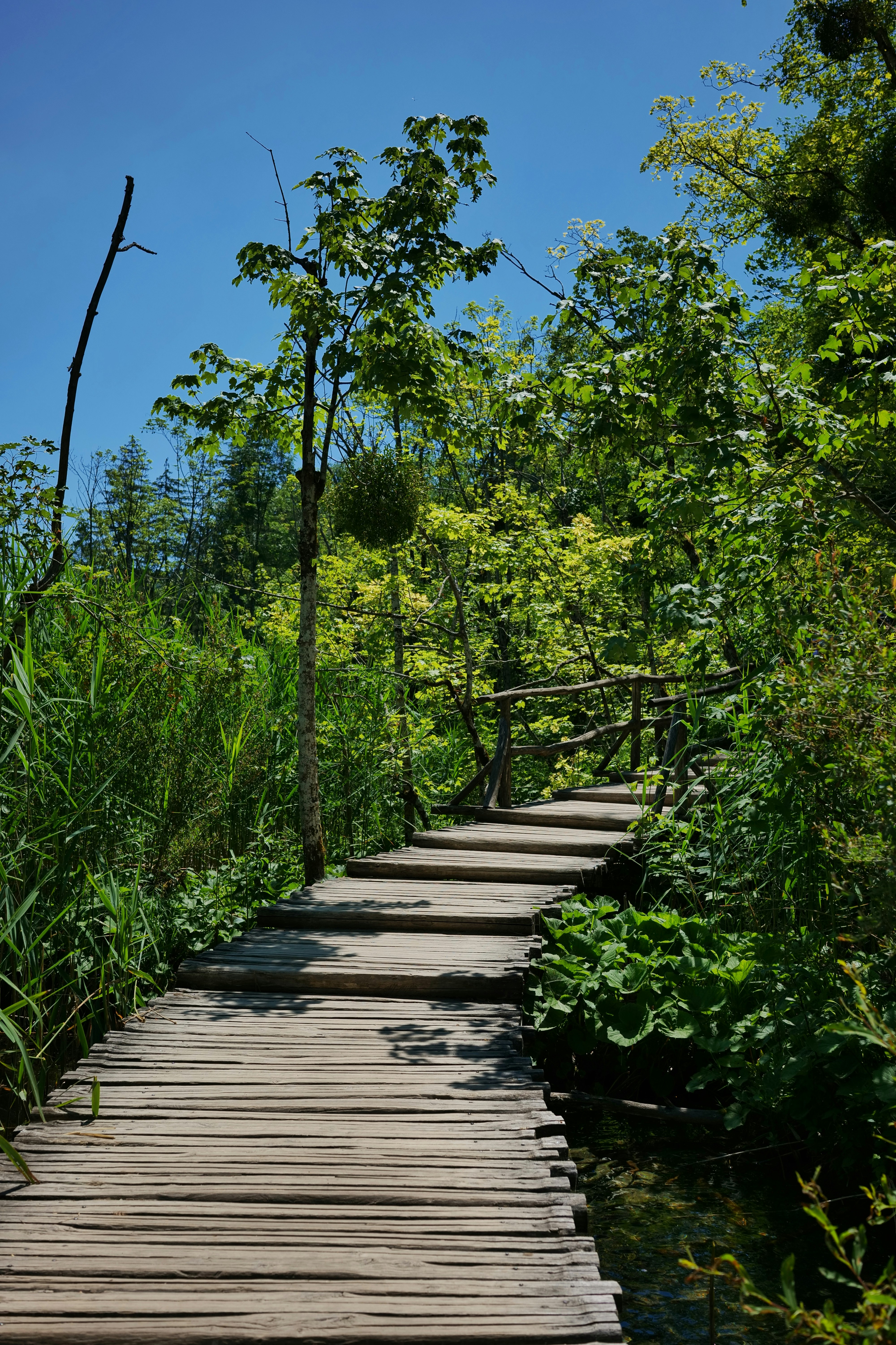 Wooden Trail Winding Through Bright Green Canopy