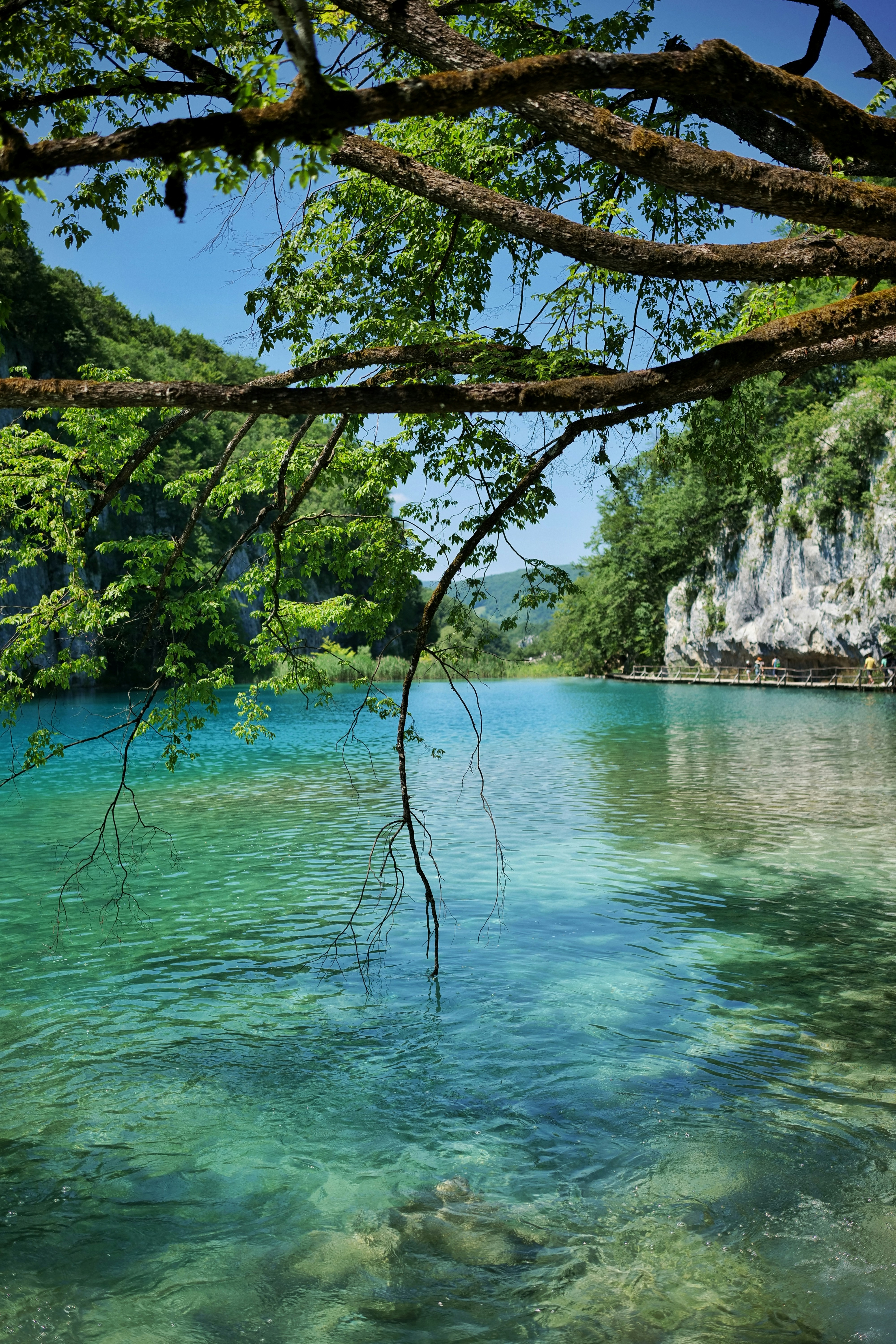 Verdant Arch Over Turquoise Waters: A Quiet Frame by the Lake