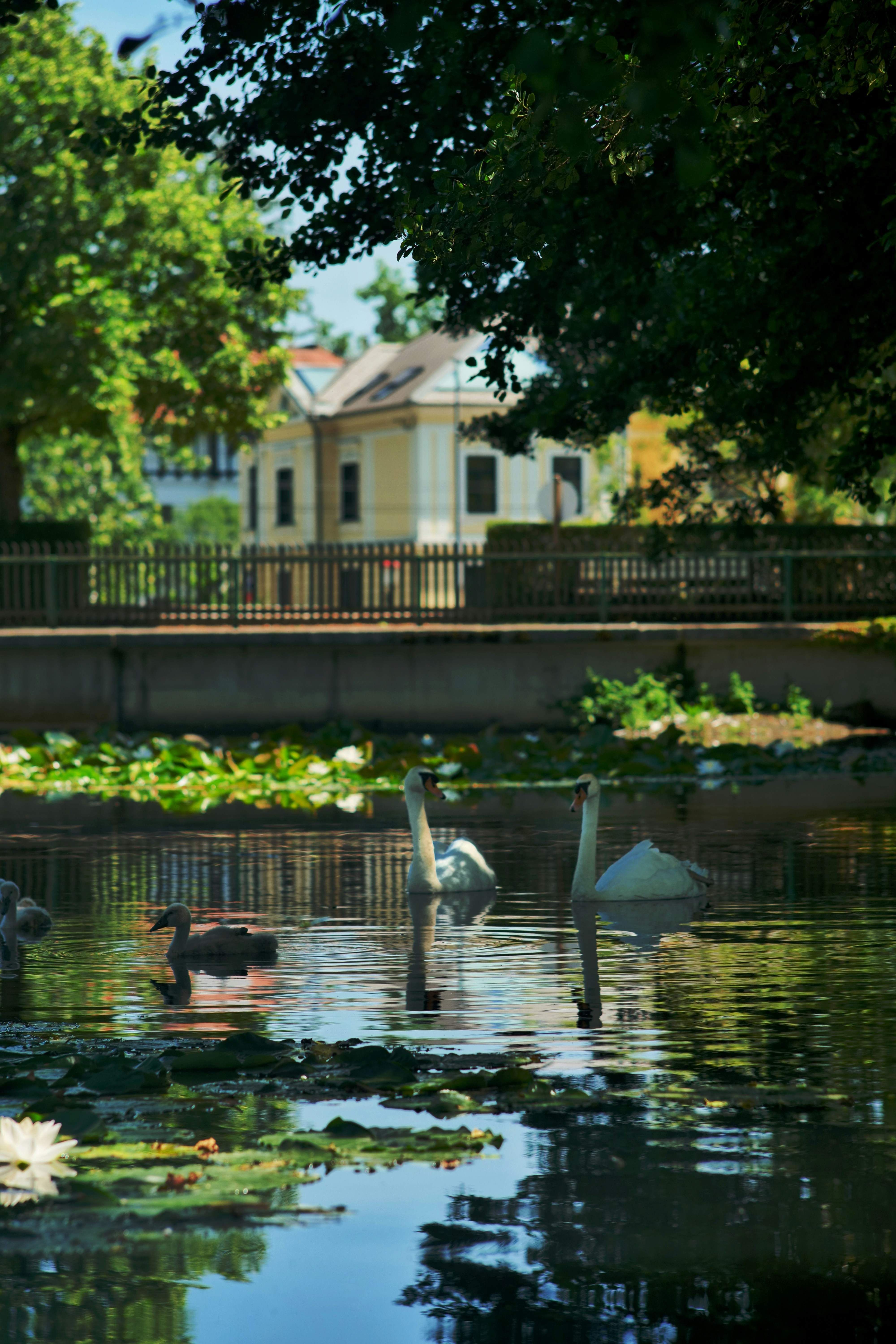 Graceful Swans and Calm Reflections by the Riverside