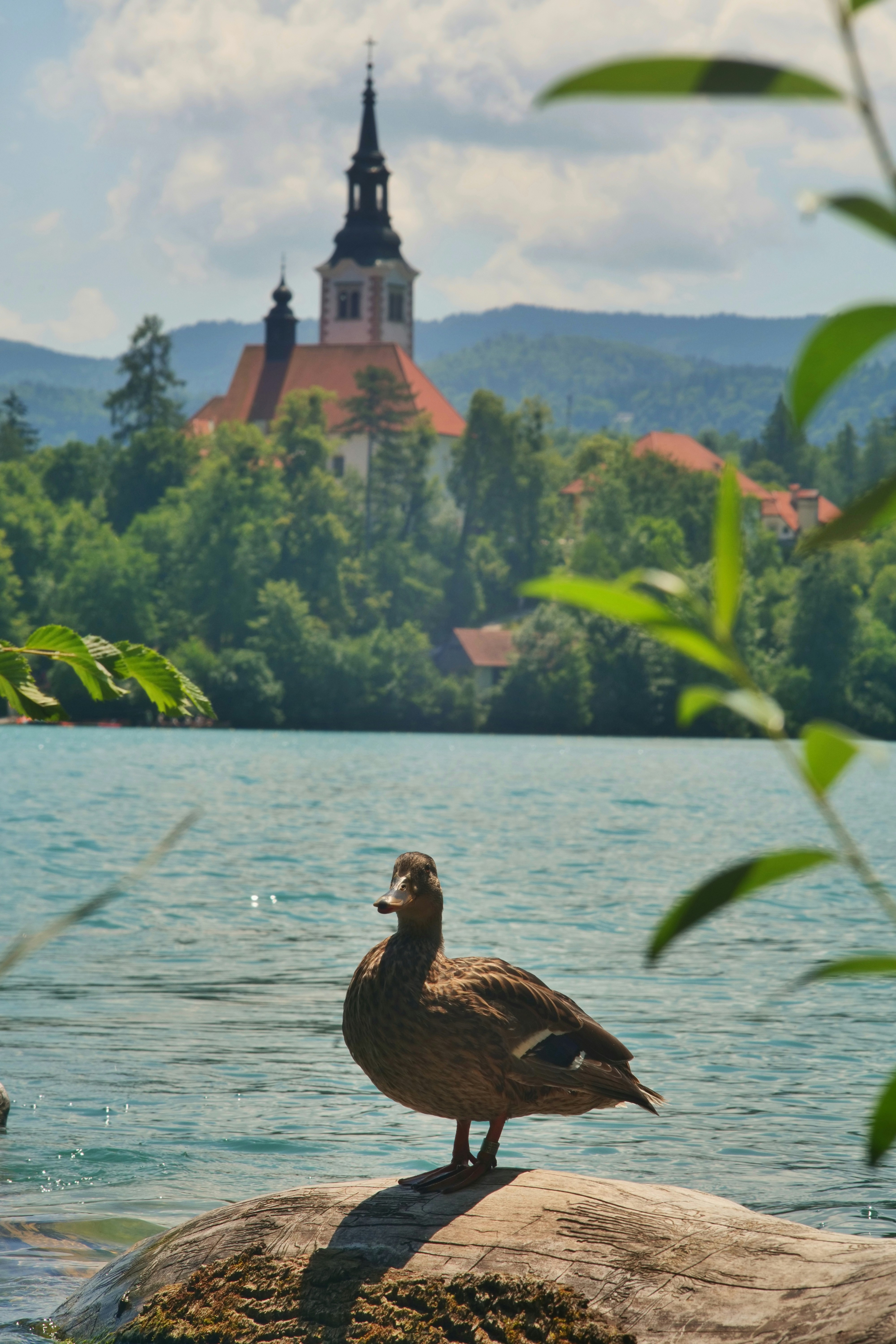 Duck on the Rock, Cathedral in the Misty Lake Town