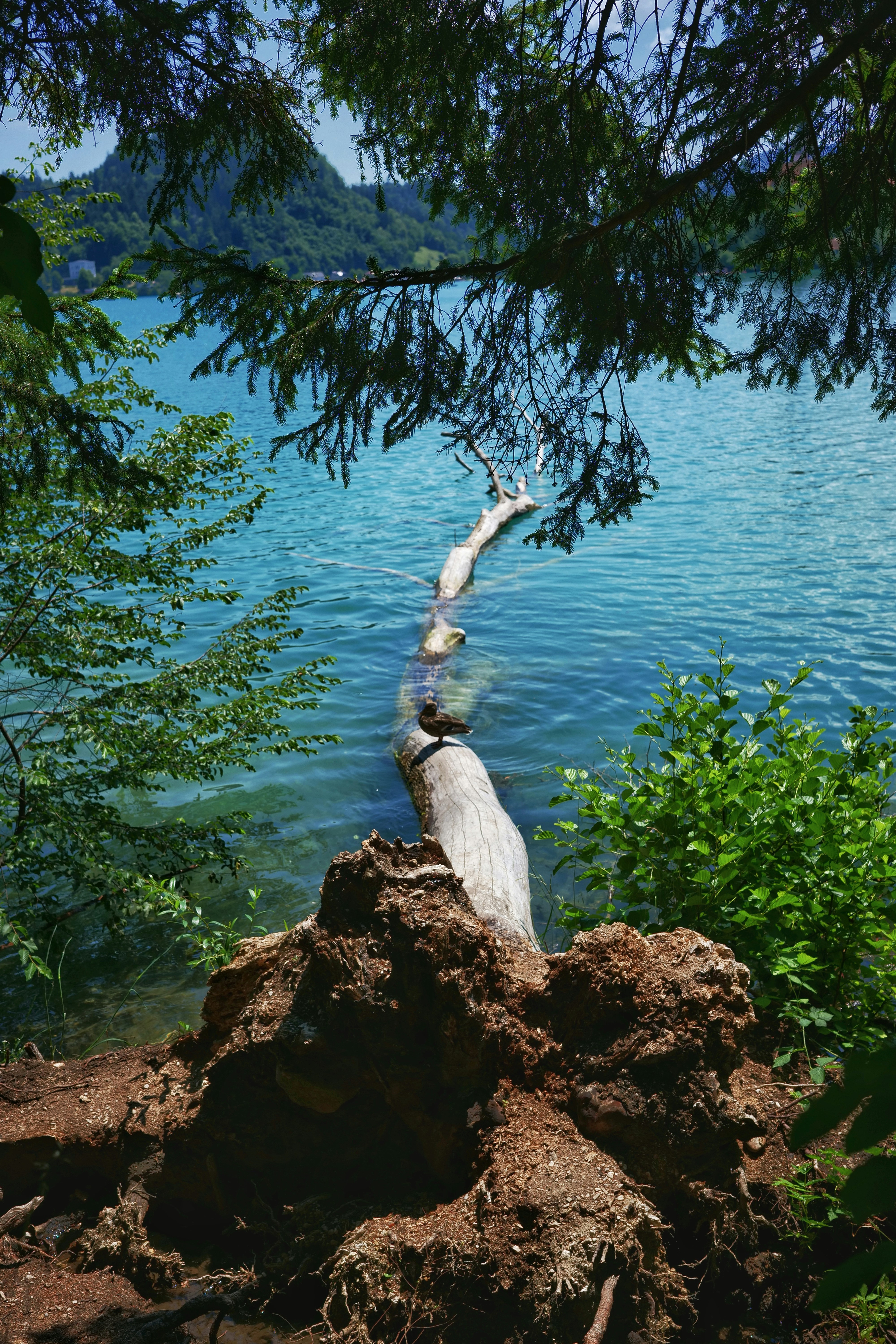 Sunlit Log Stretches Across Turquoise Lake framed by Verdant Shore