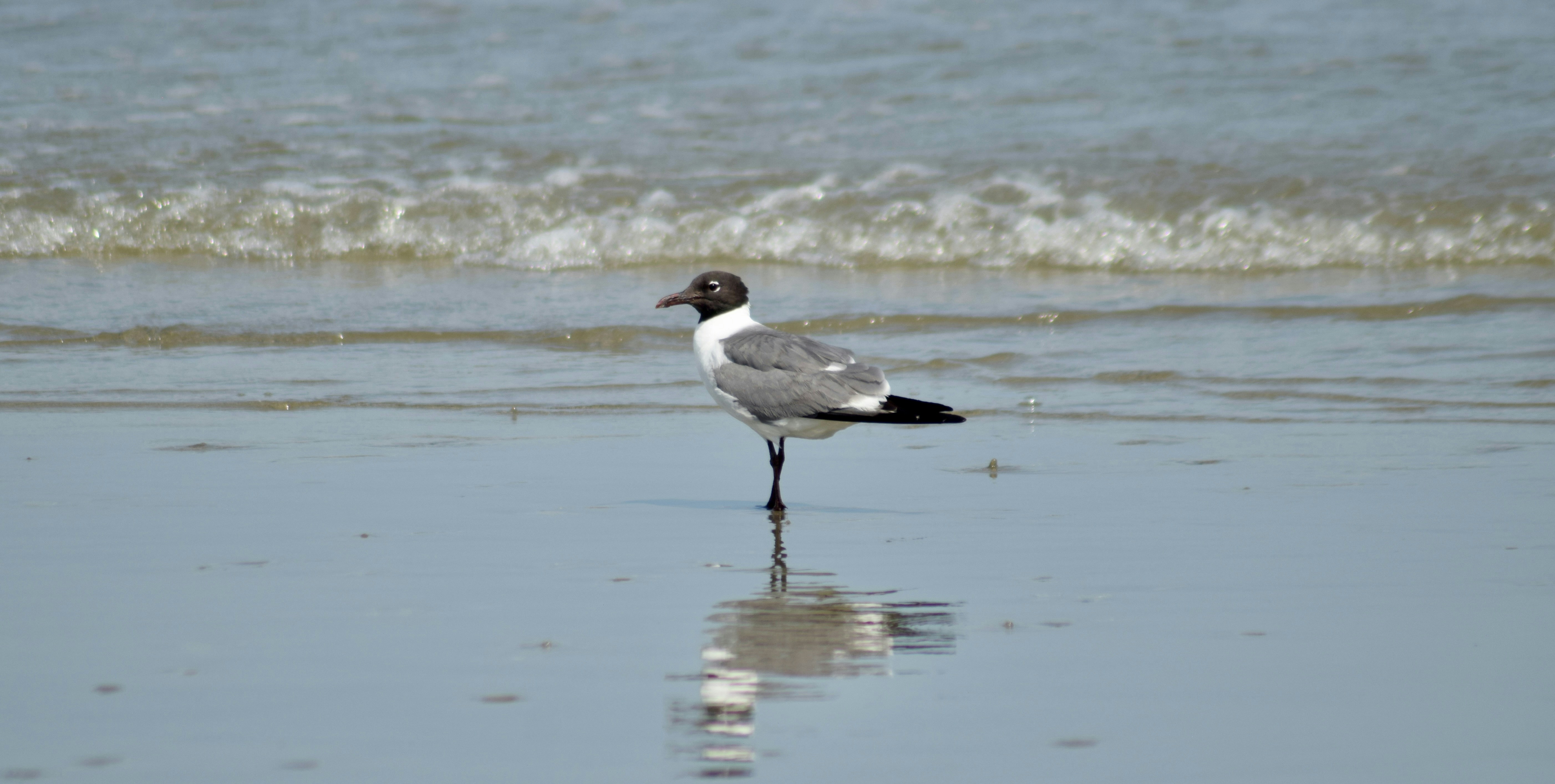 Single Shore Wader: A Sea-Wedged Gull Balancing on Quiet Tide