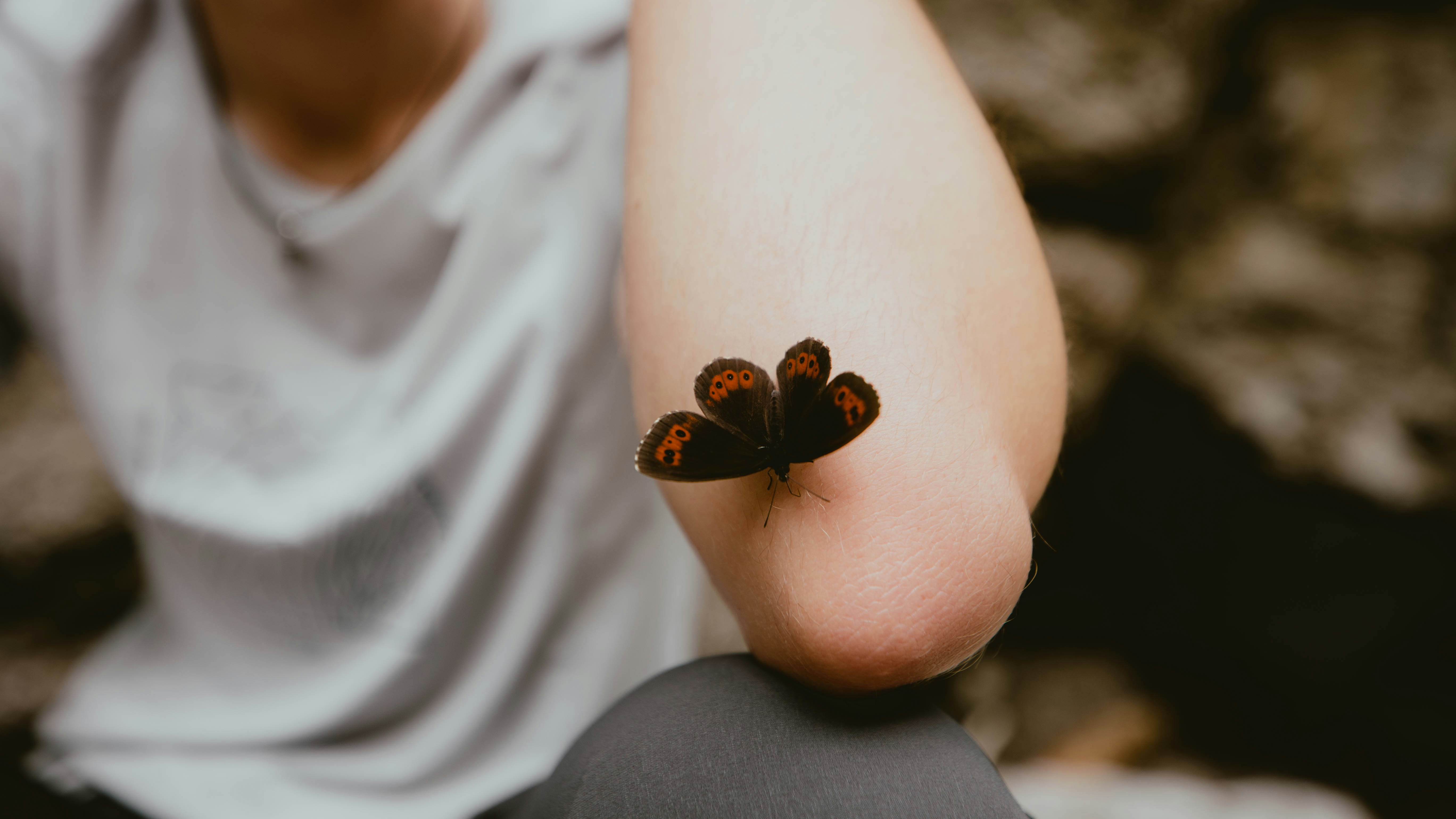 Butterfly Rest on a Quiet Arm