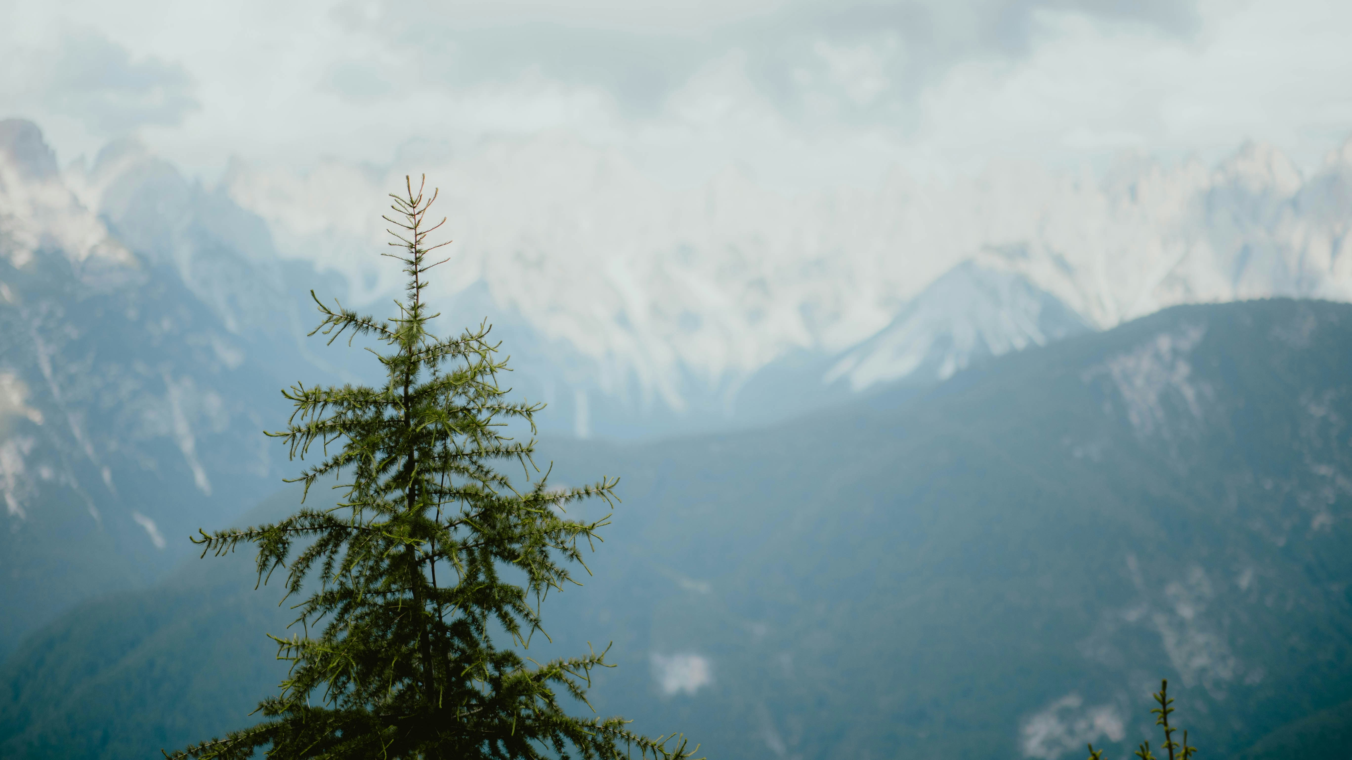 Evergreen Sentinel Against the Snowbound Range