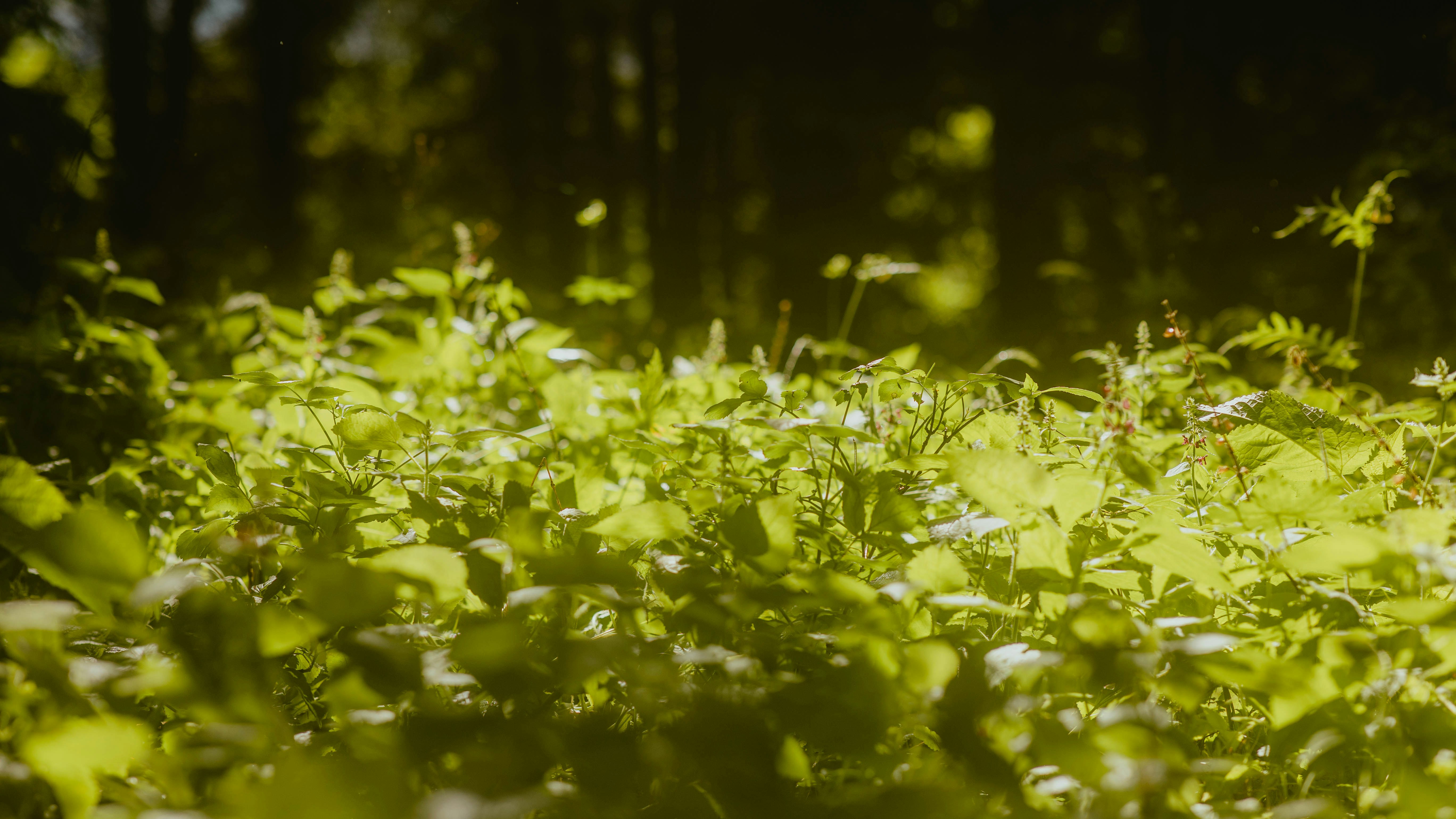 Sunlit undergrowth at forest edge