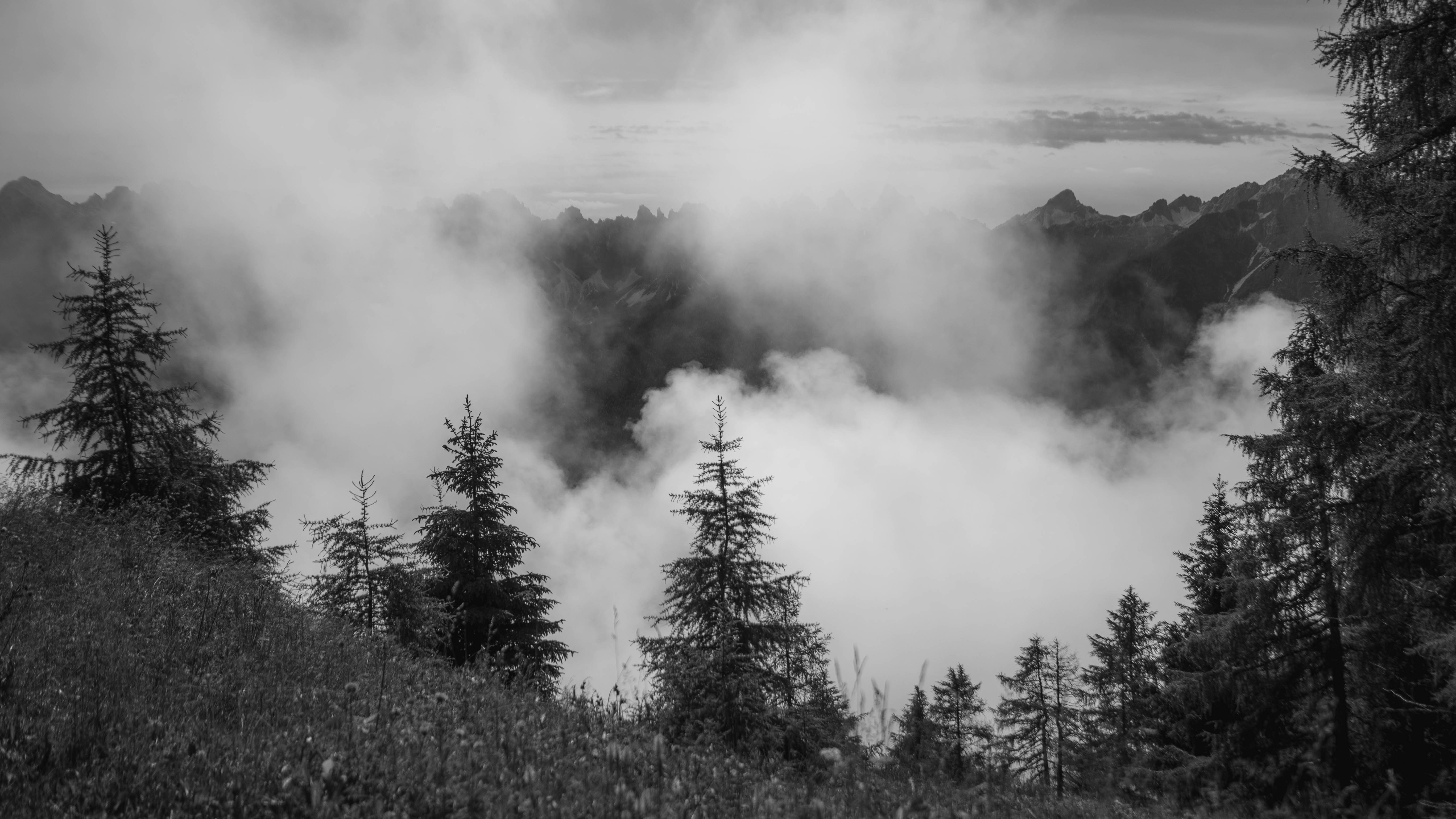Mist-Softened Pines Over a Mountain Backdrop