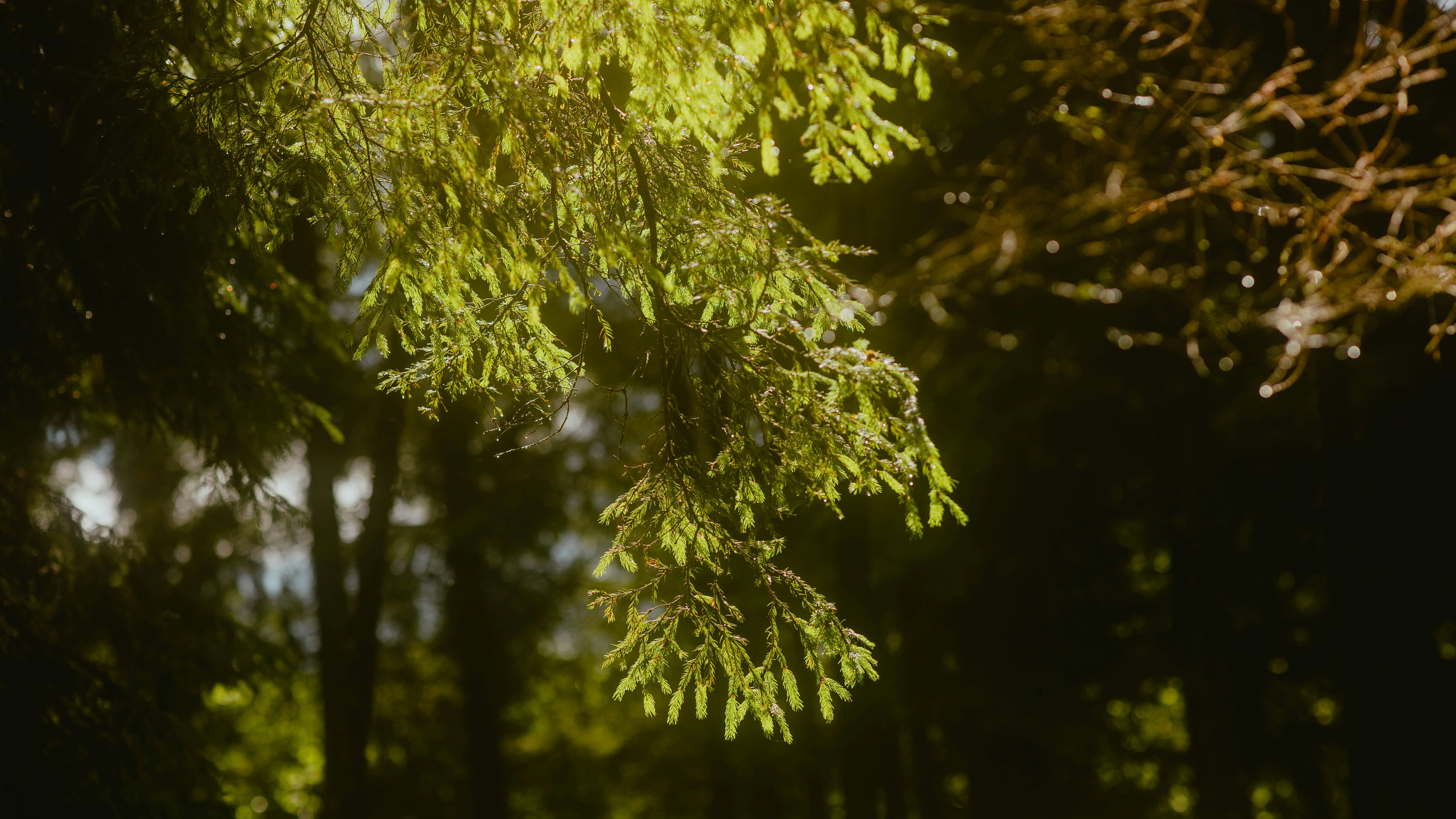 Sunlit Cedar Fronds Framing a Quiet Forest Edge