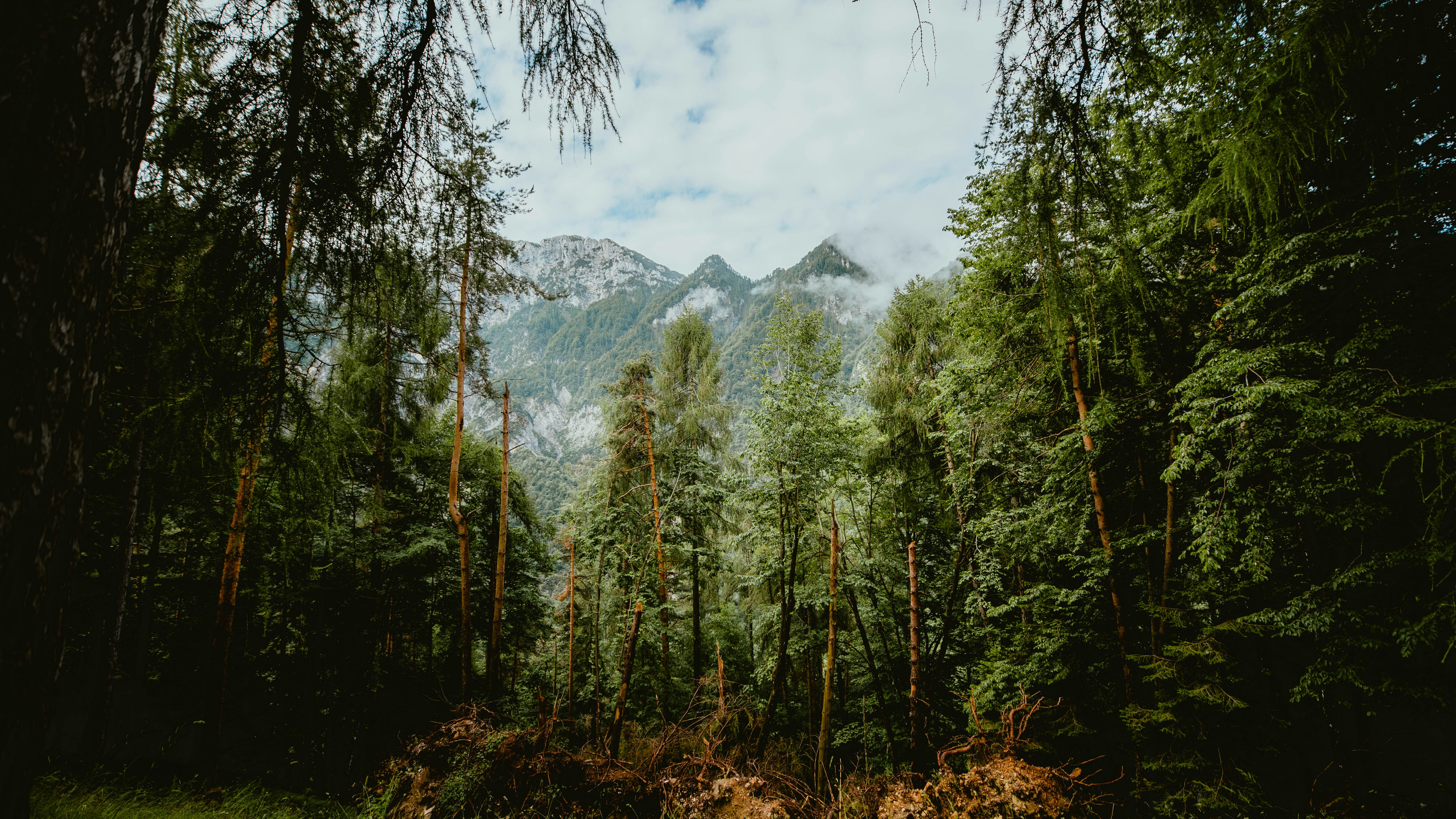 Mist over Pines: Mountain Edge Beyond the Forest