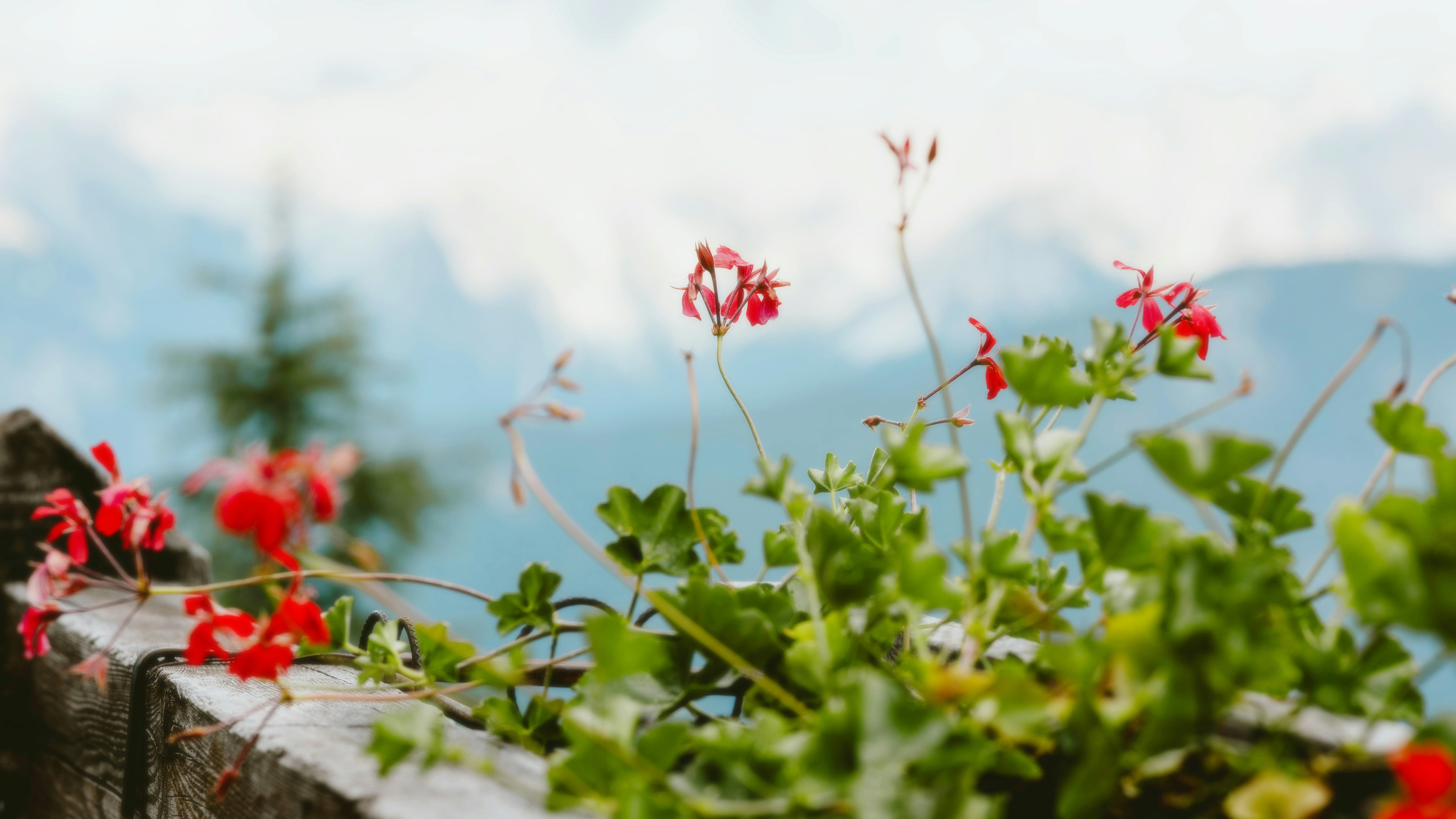 Blooms on a ledge beneath distant peaks