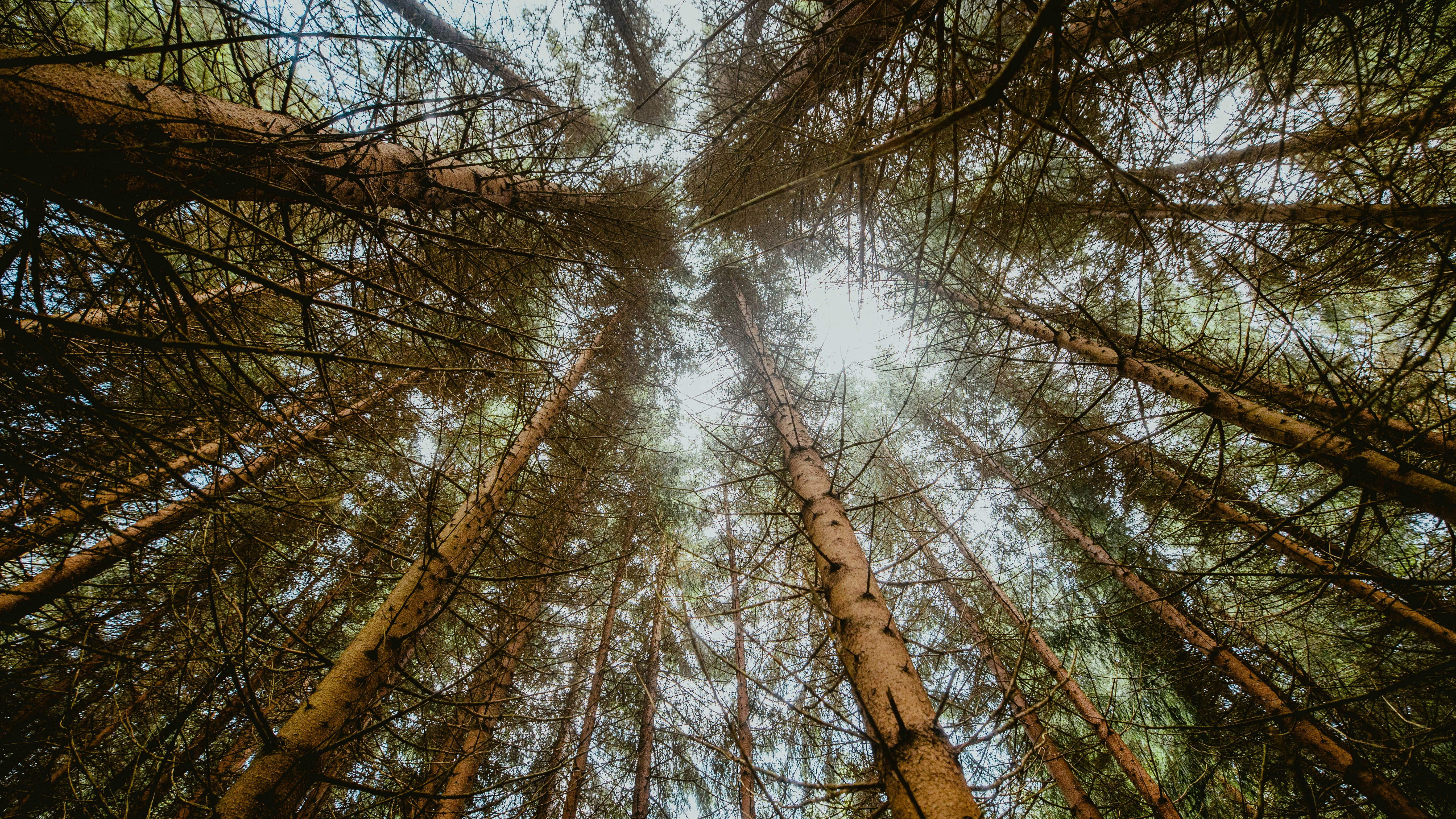 Cavern of Pines: A Skyward Forest Reach