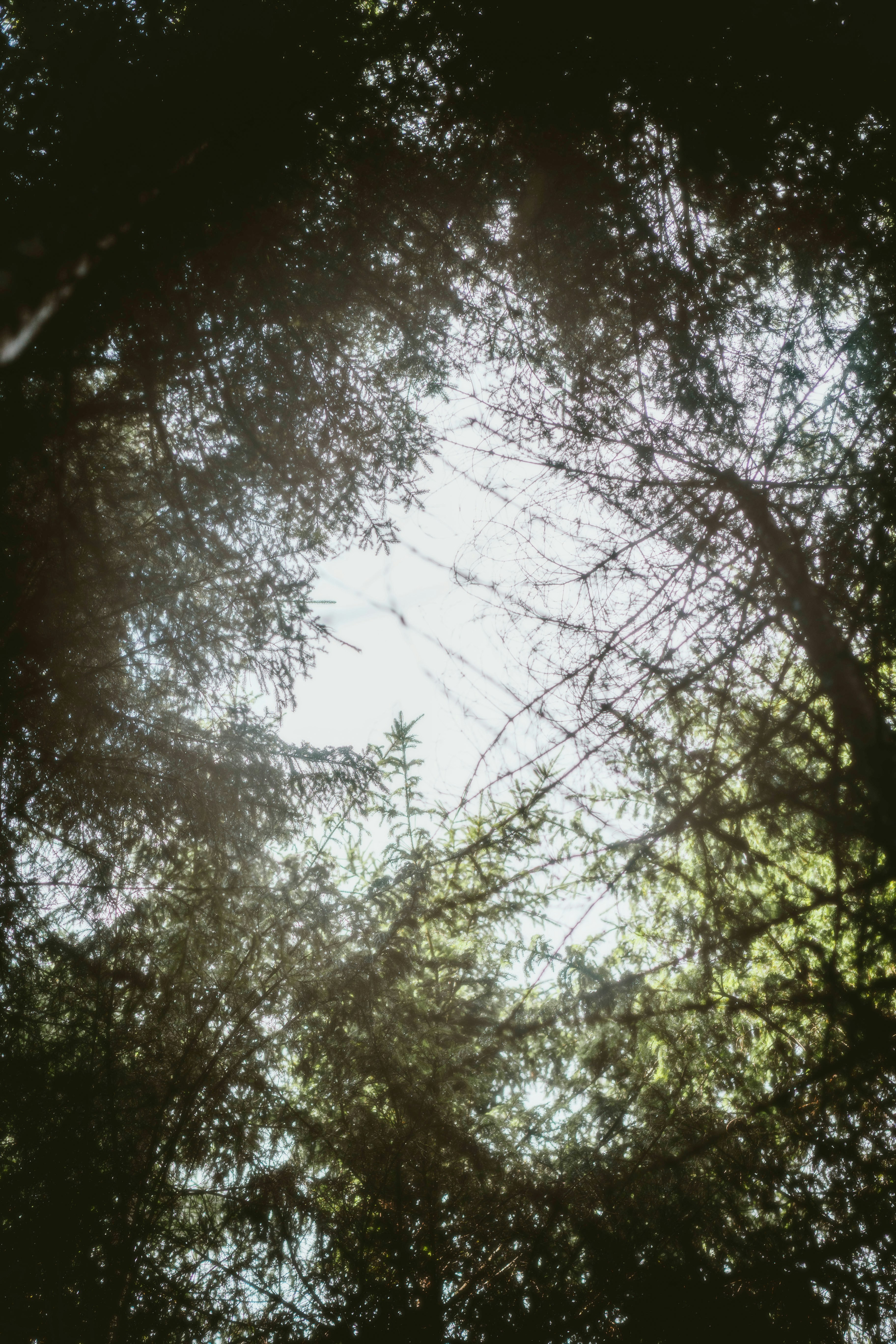 Sunlight filters through dense pine branches, creating a pale skylight through a dark green canopy.