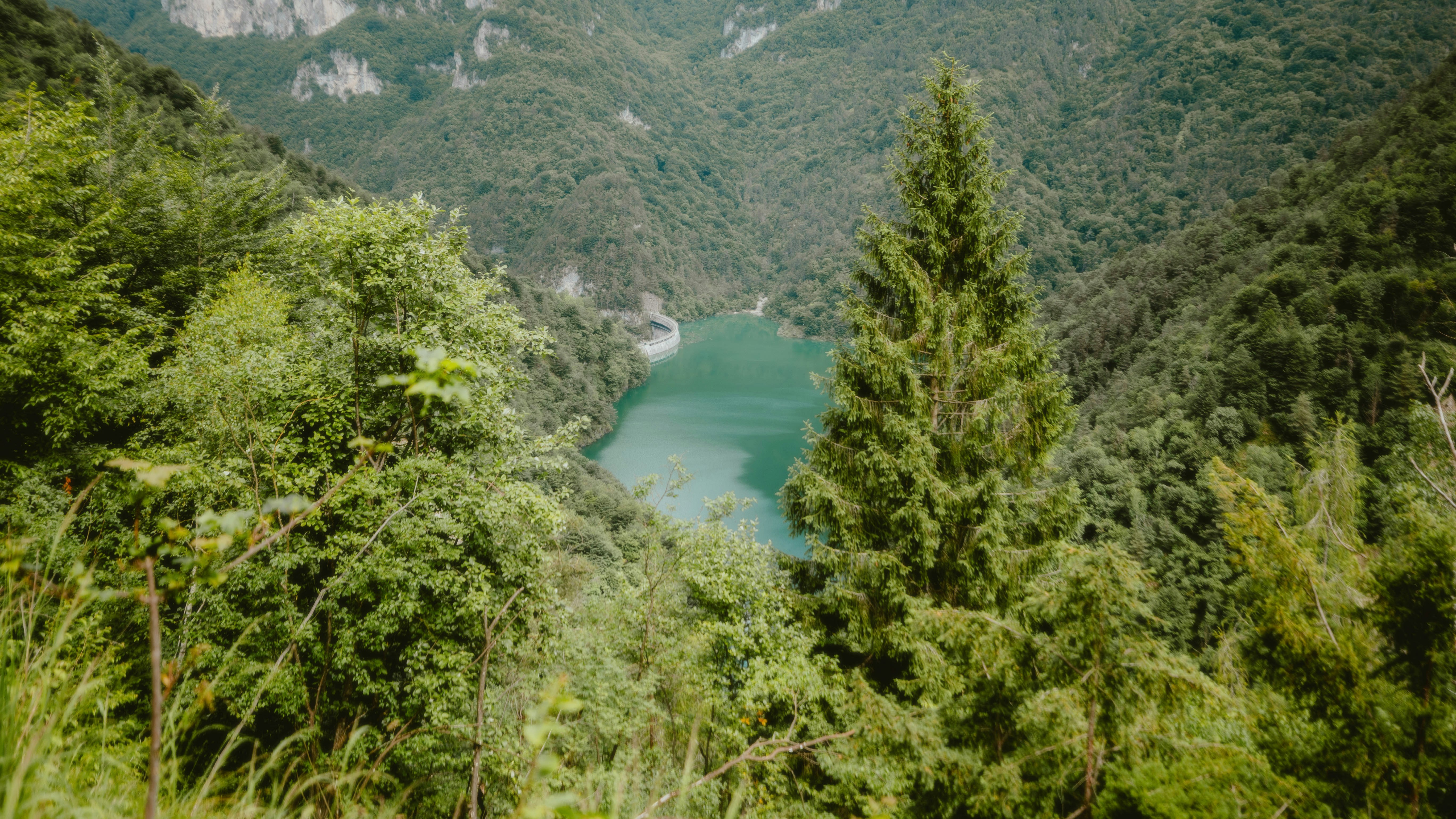 Emerald Gorge Through Tall Pines