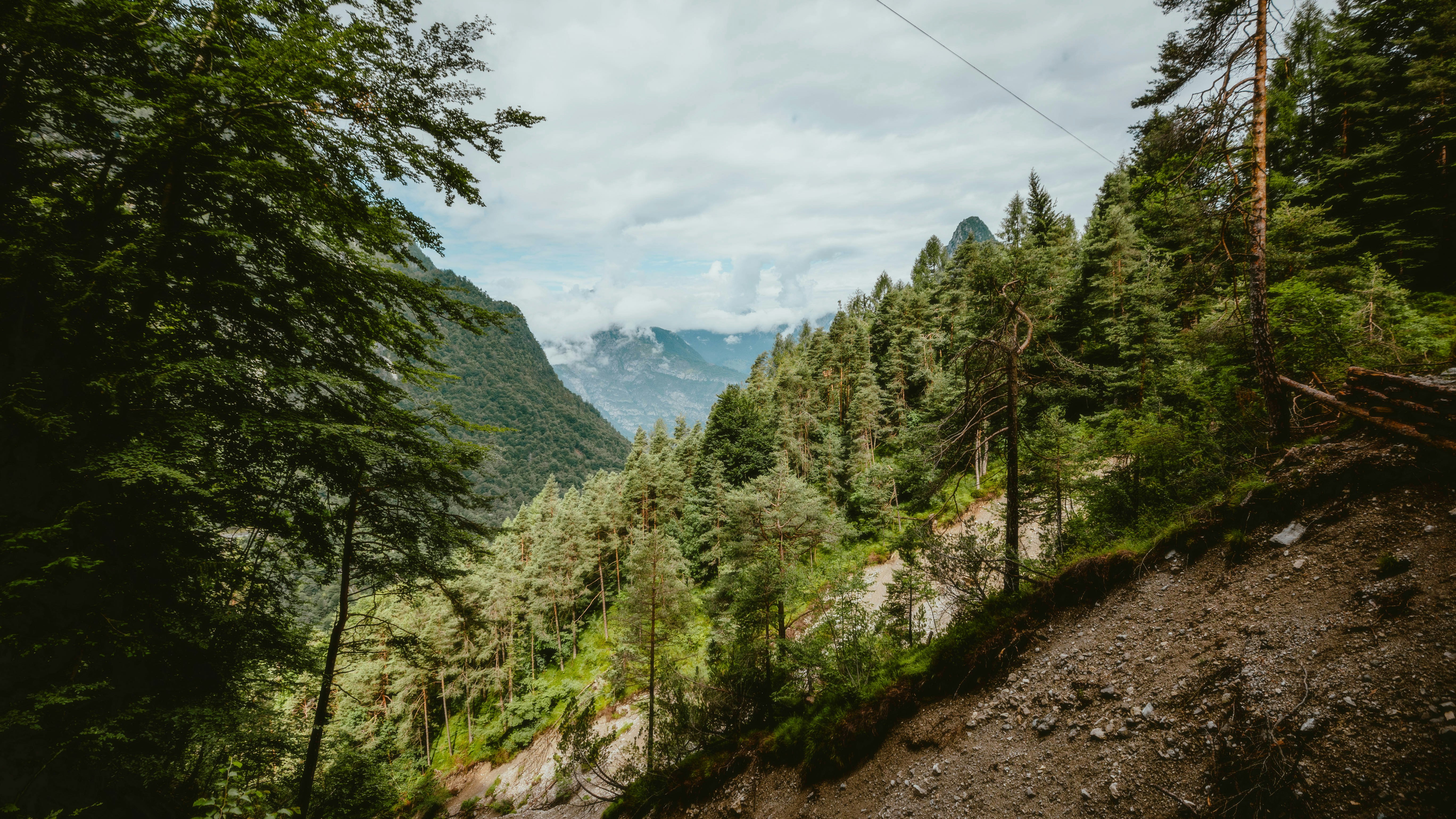 Valley Road Through Evergreen Giants