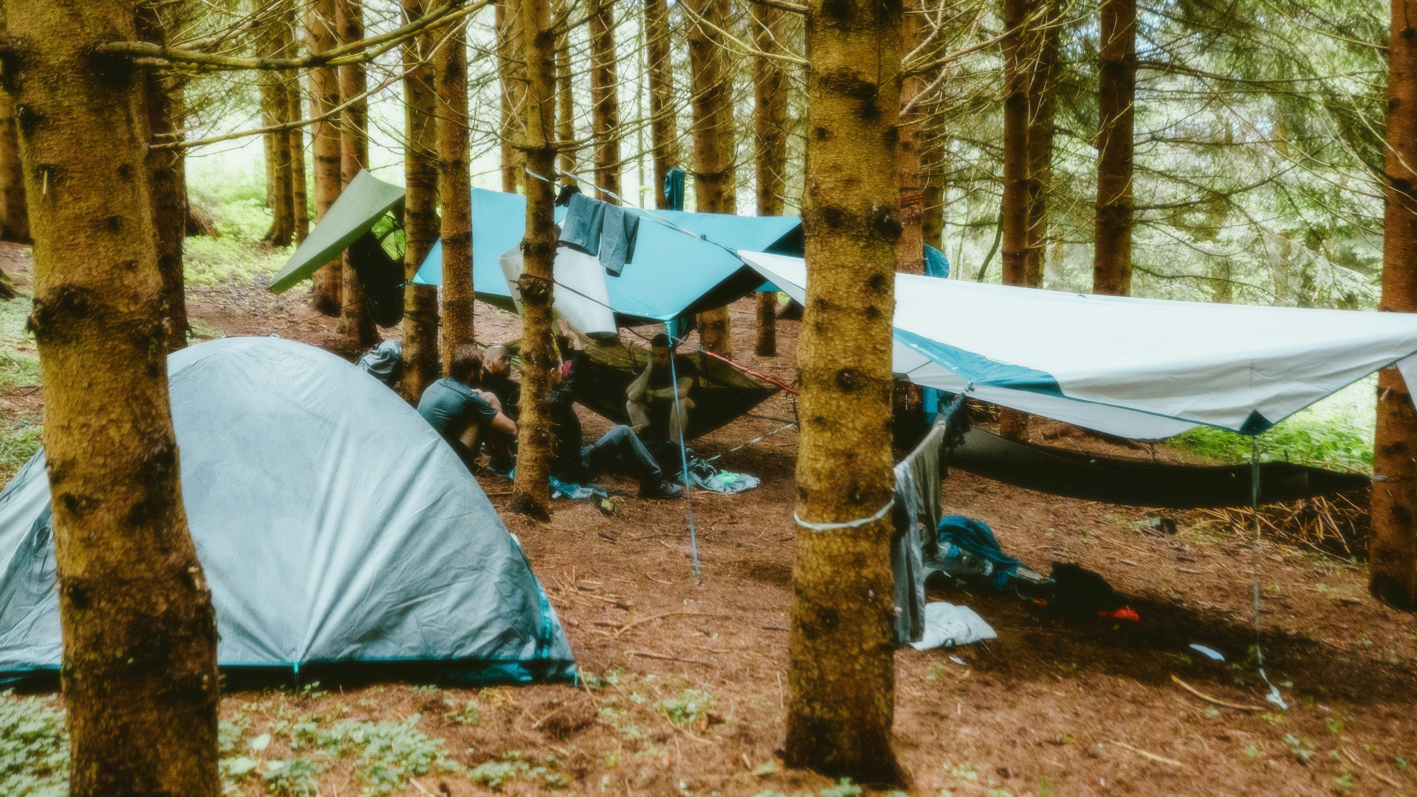 Sheltered Camp in the Pines: Blue Tents Amid Cedar Stems