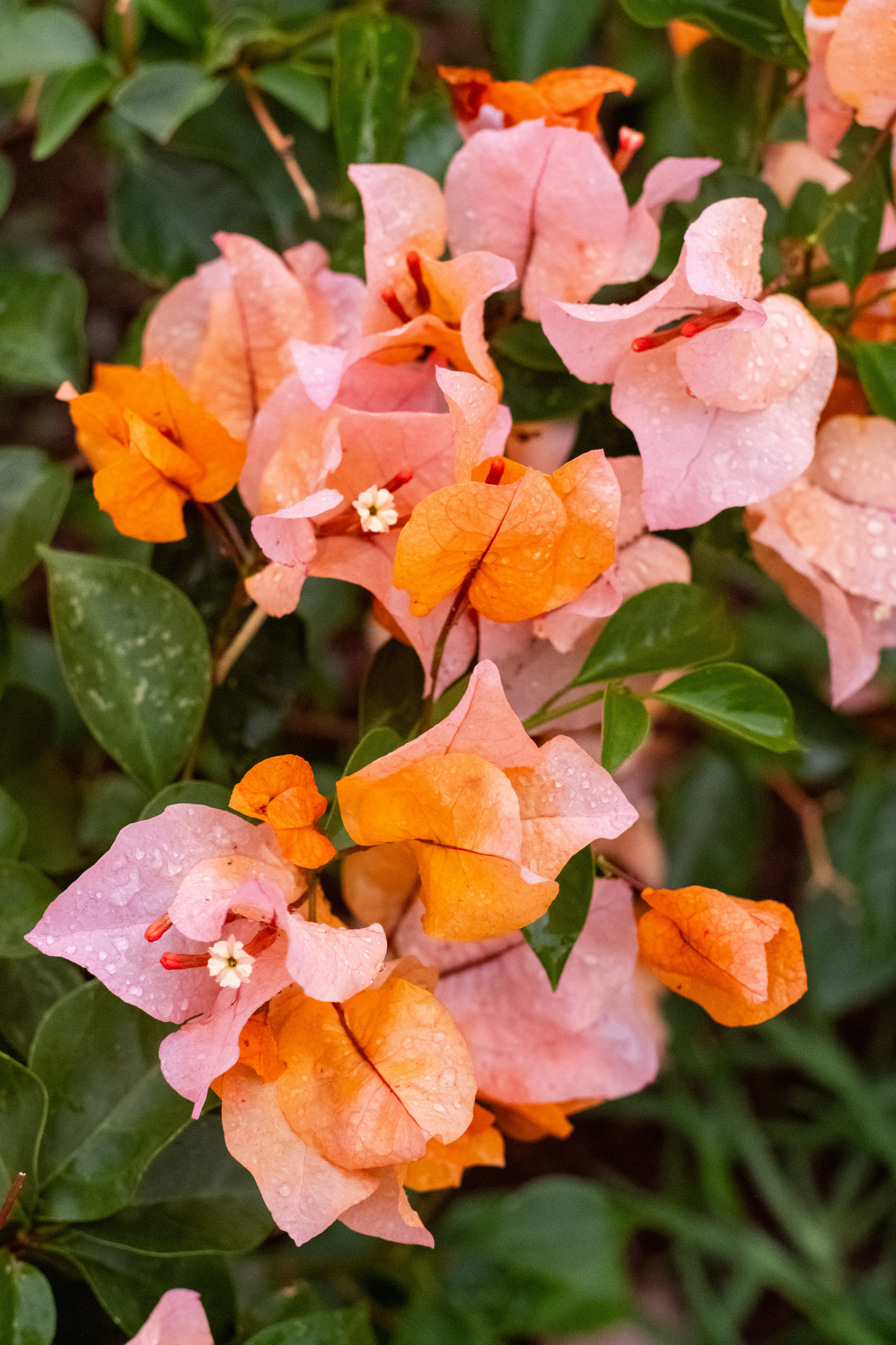 Soft peach Bougainvillea Bloom Cluster Drifts Through Emerald Leaves