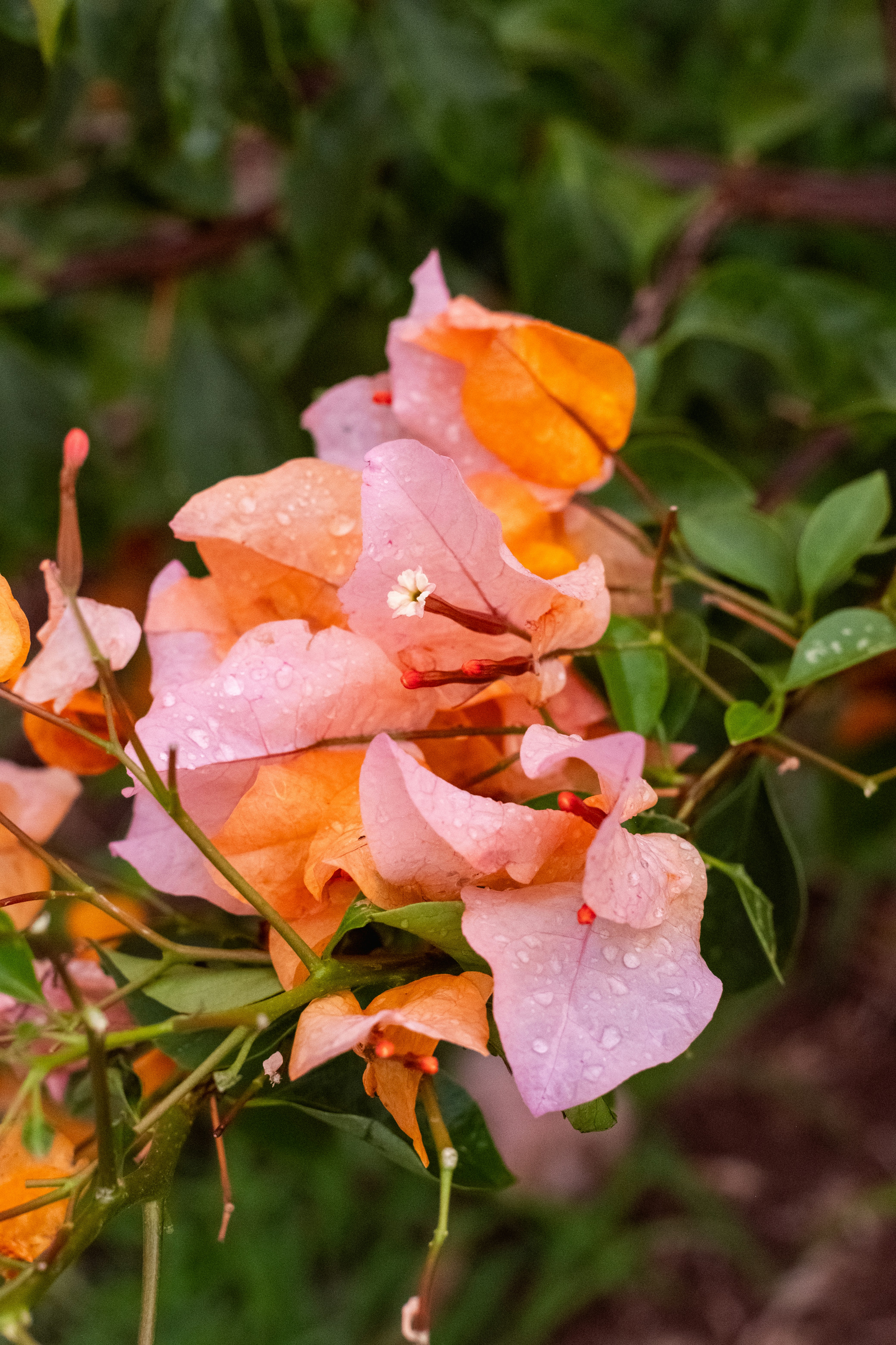 Peach-pink Bougainvillea Kiss under Soft Dew