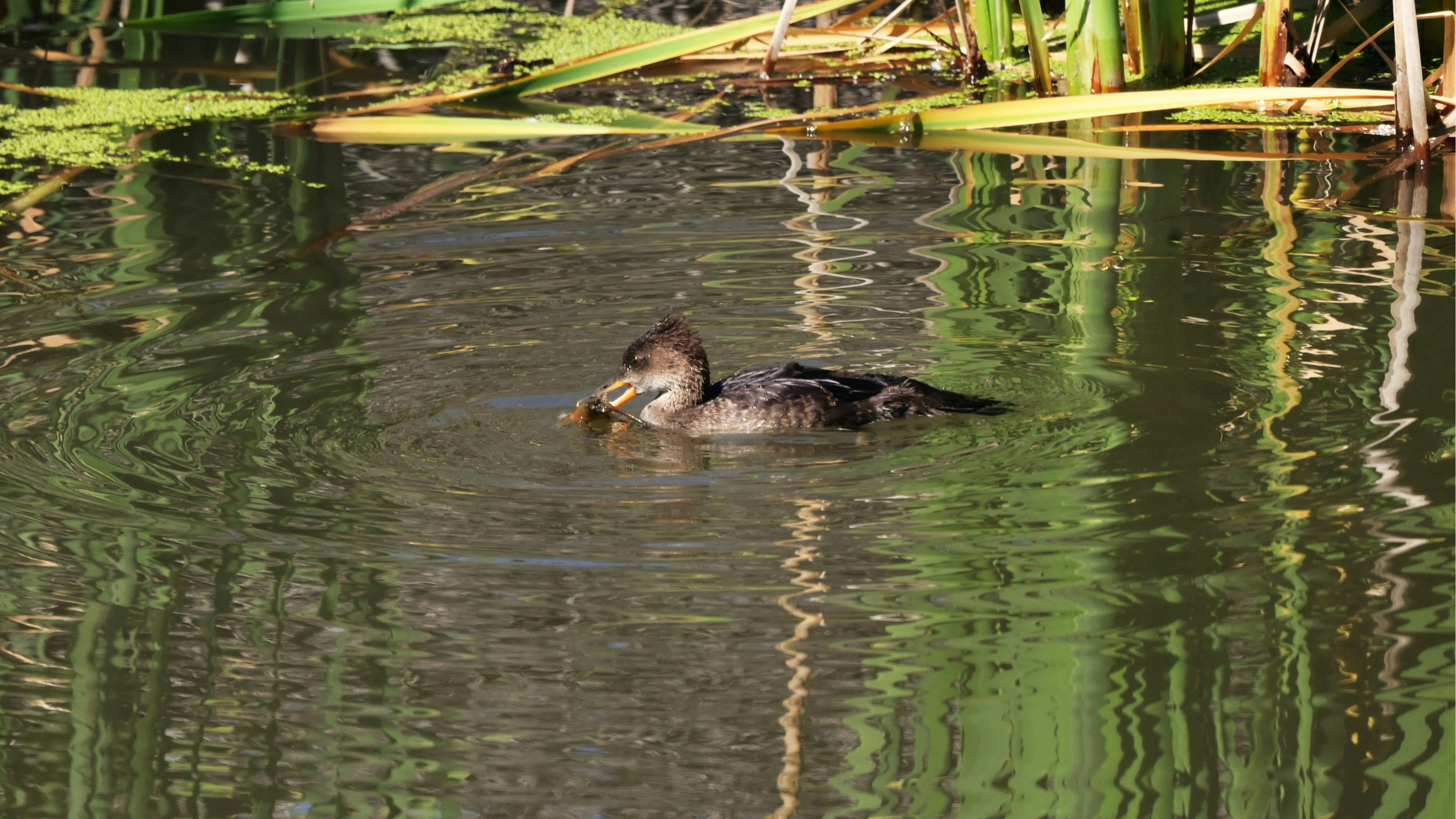 Mid-day Drift: A lone duck carves ripples in a sunlit pond
