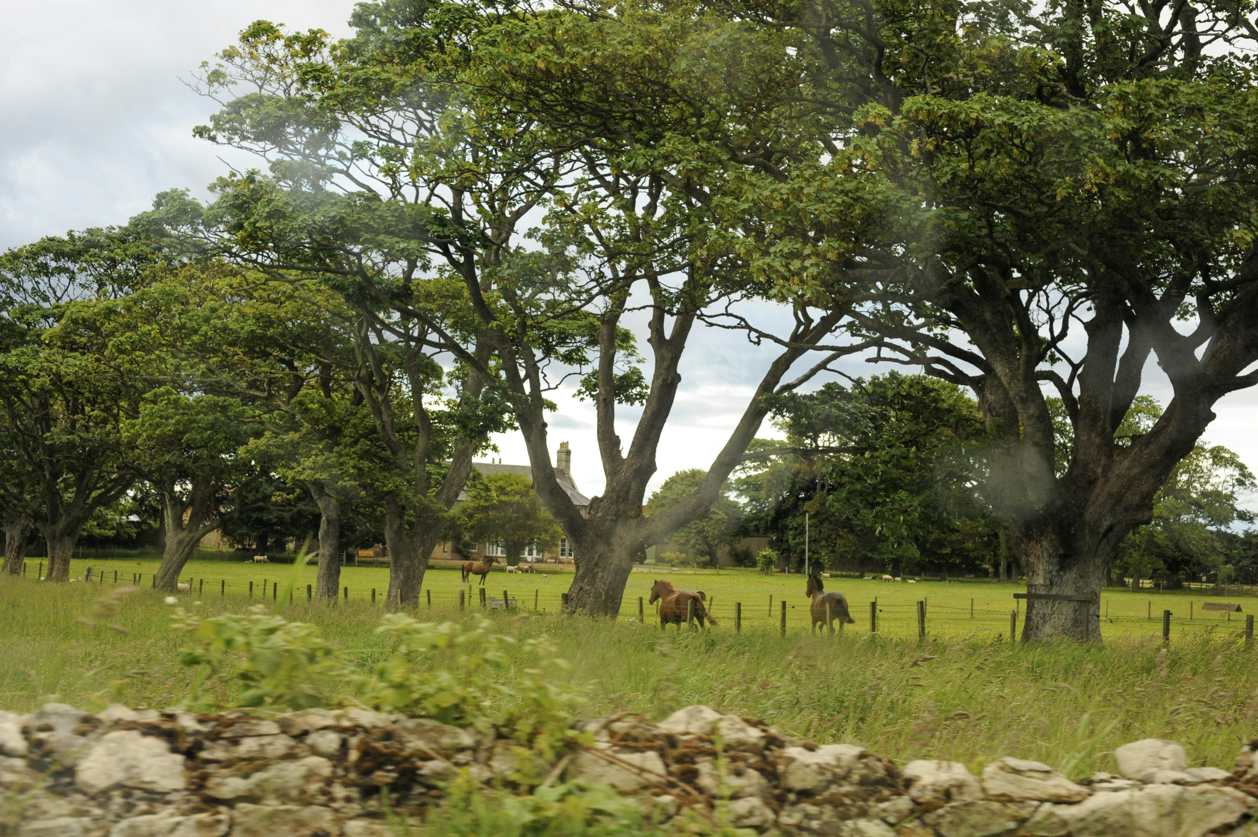 Pasture Giants: Oaks and Grazing Cattle Under a Wide Sky