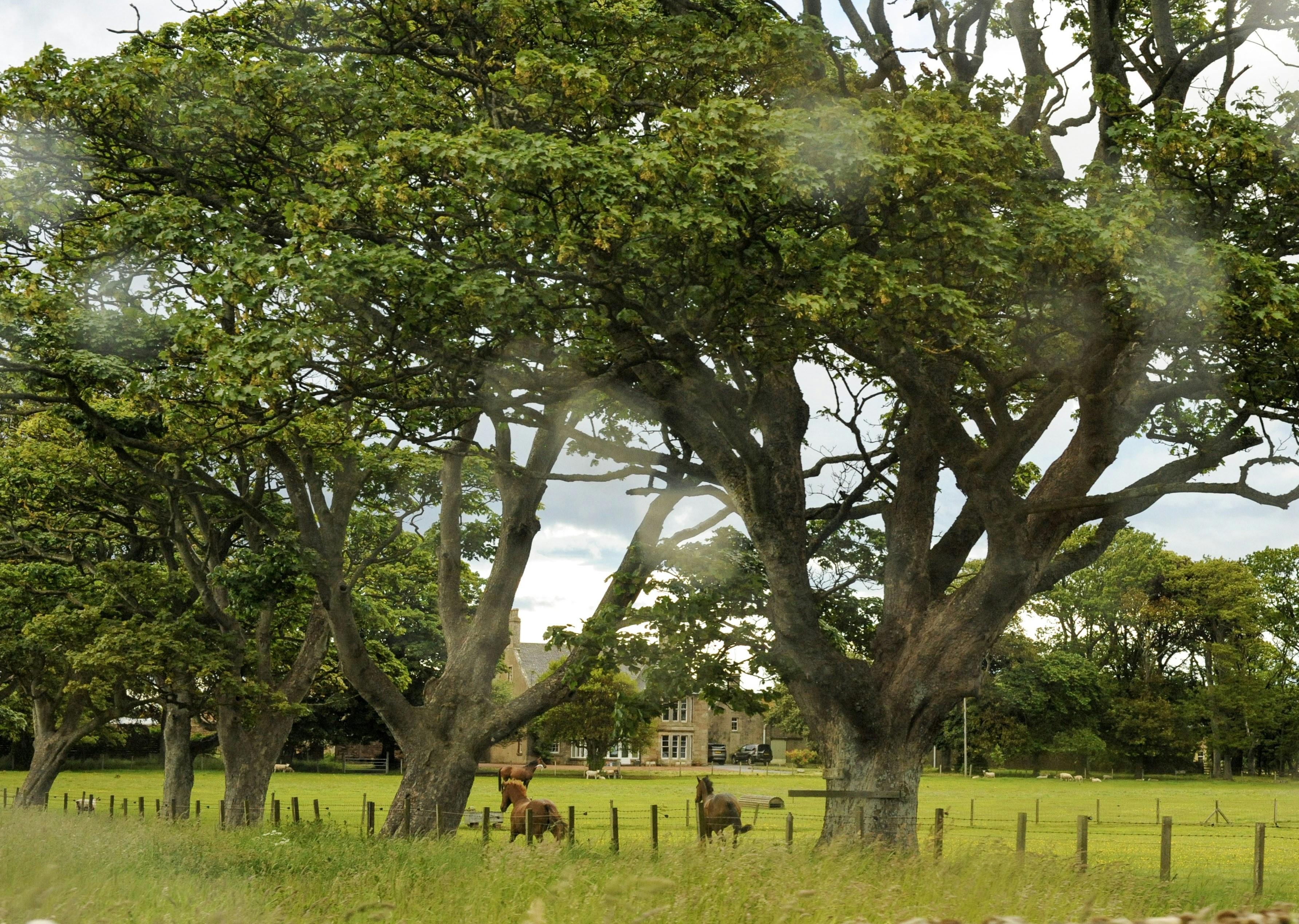 Grazing in the Shade: An Oak-Sheltered Pasture