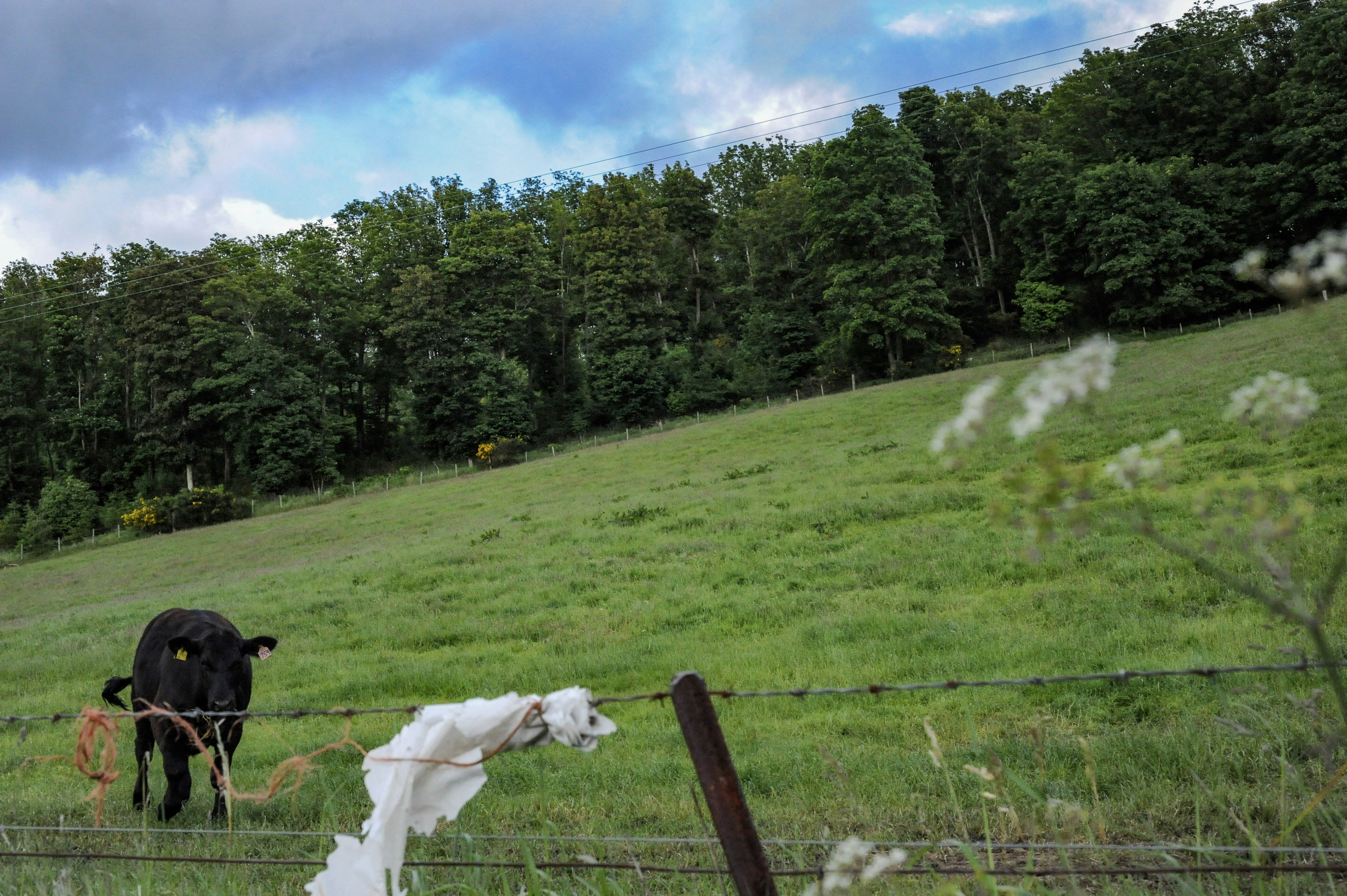 Pasture Watch: Black Cow at the Fence Under a Quiet Sky