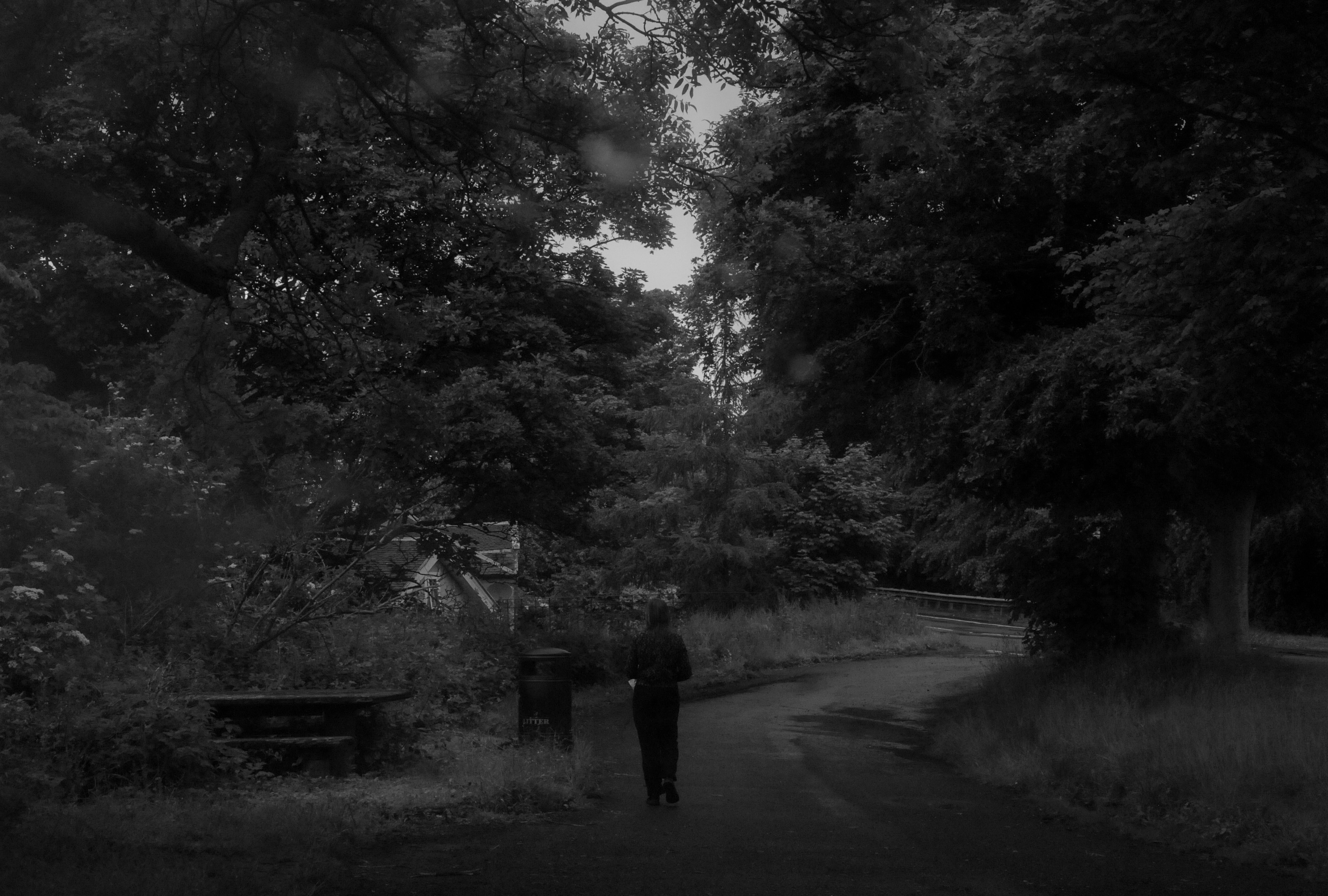 A Quiet Evening Walk Down the Shadowed Path
