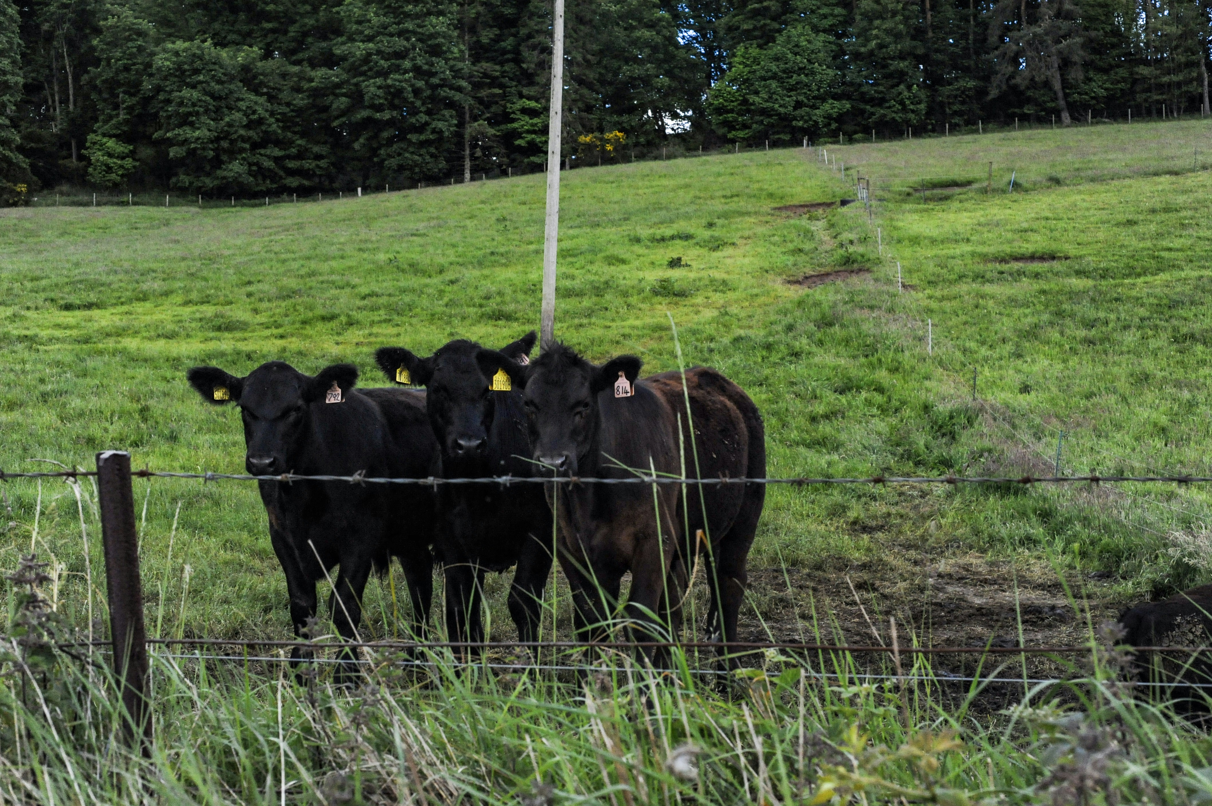 Awaiting The Gate: A Trio of Cattle Watch the Field