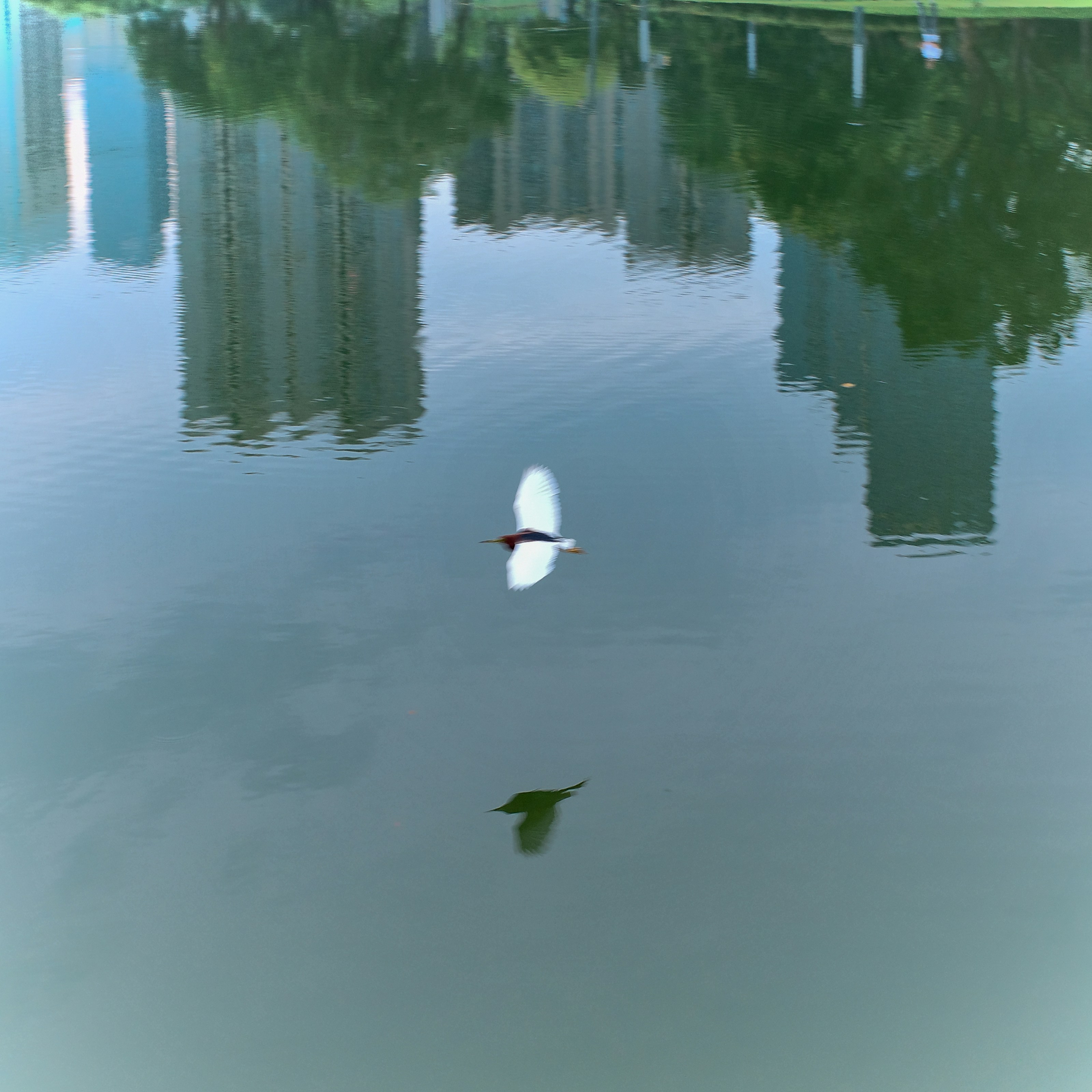 Floating Whisper: A Crane in Transit over a Mirror‑Calm City Lake